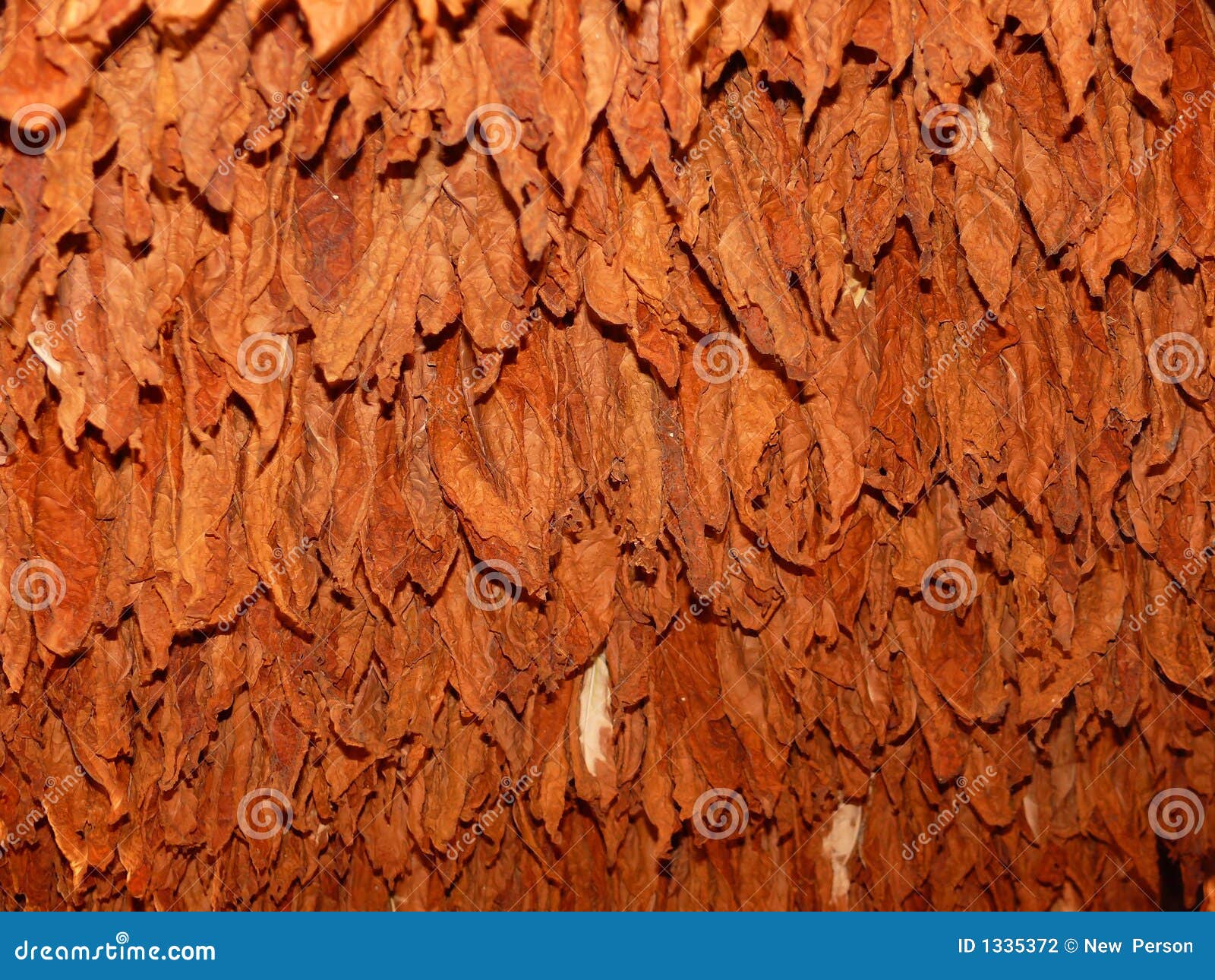 Tobak arkivfoto. Bild av acquitted, guld, jordbruk, grön - 1335372