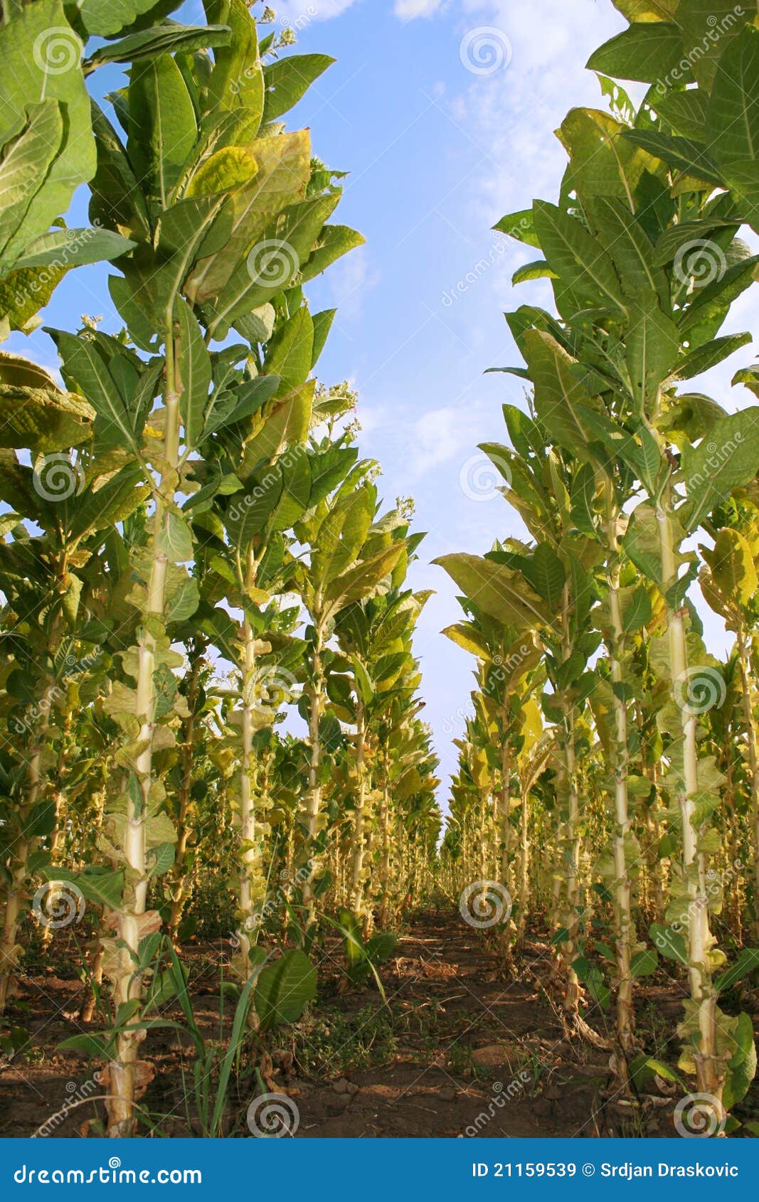 Tobbacco plant stock image. Image of tobacco, organic - 21159539