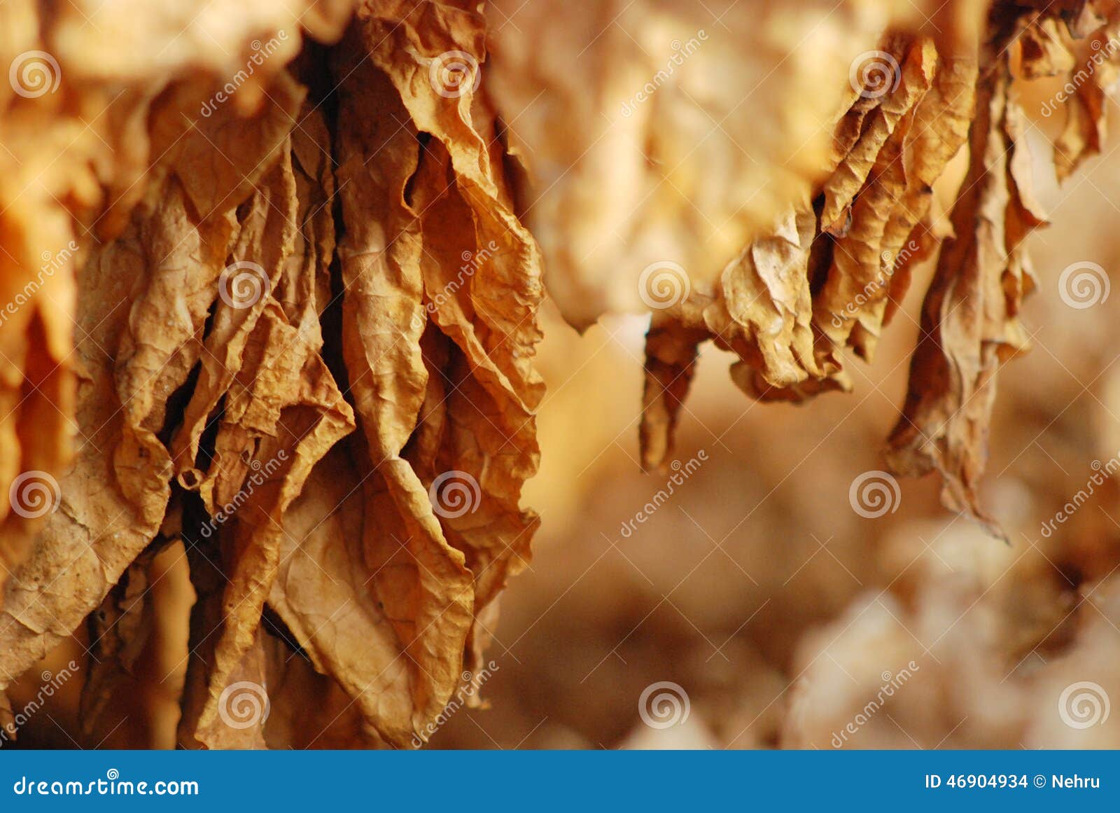 Tobbaco leaves stock photo. Image of autumn, farm, cigar - 46904934