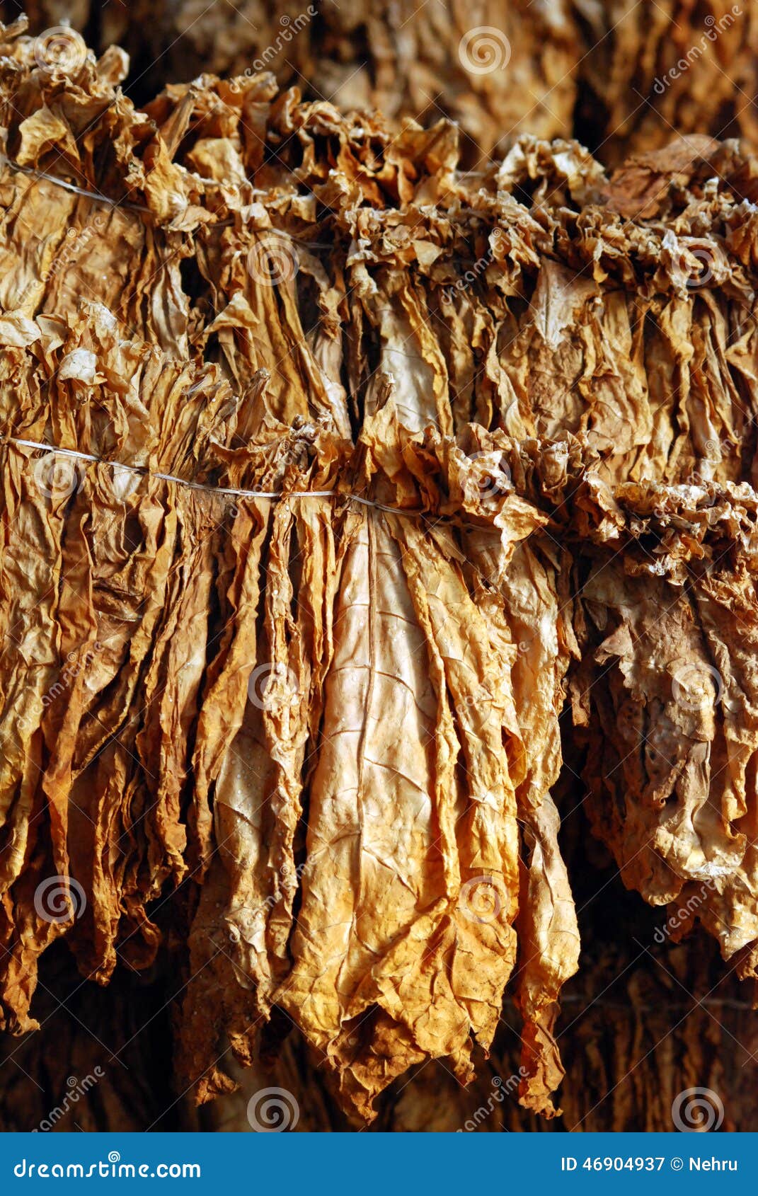 Tobbaco leaves stock image. Image of industry, gold, addiction - 46904937