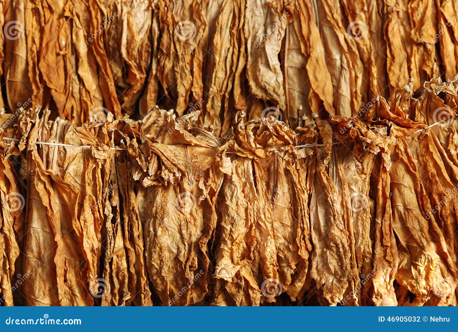 Tobbaco leaves stock photo. Image of cancer, cloud, cigarette - 46905032