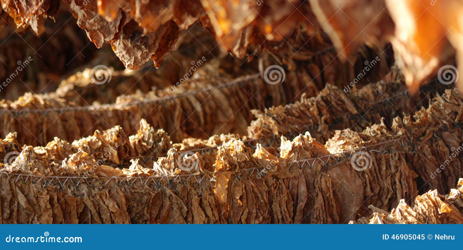 Tobbaco leaves stock image. Image of laws, gold, field - 46905045