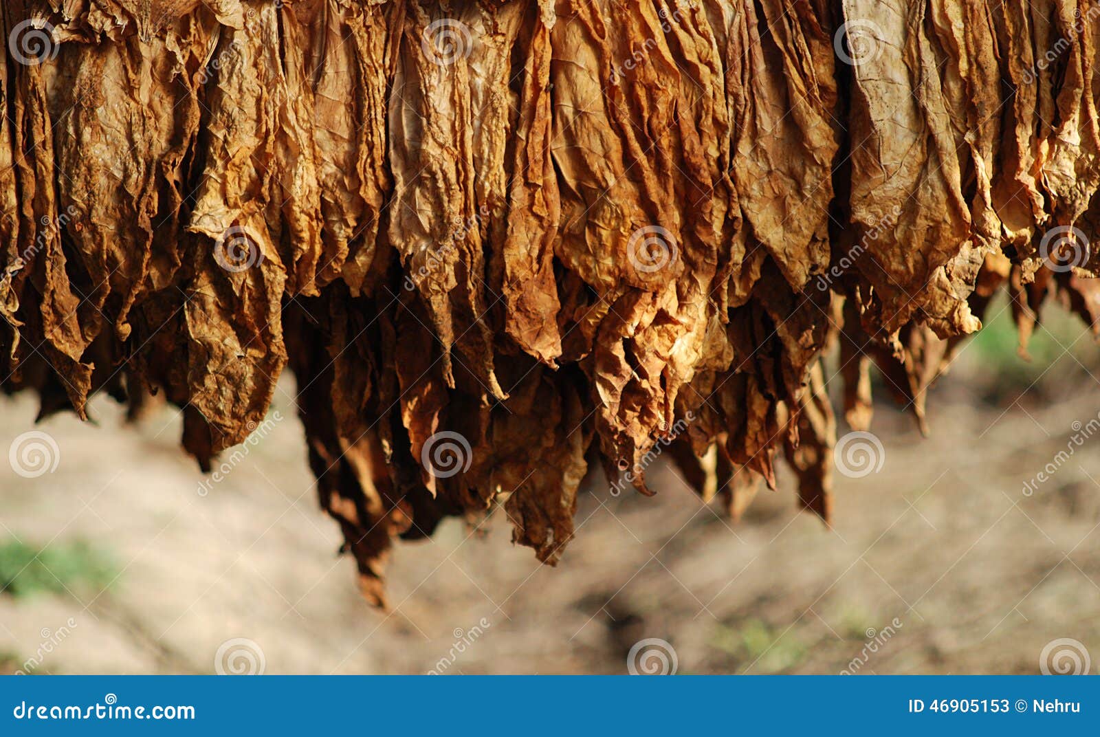 Tobbaco leaves stock image. Image of brown, laws, crop - 46905153
