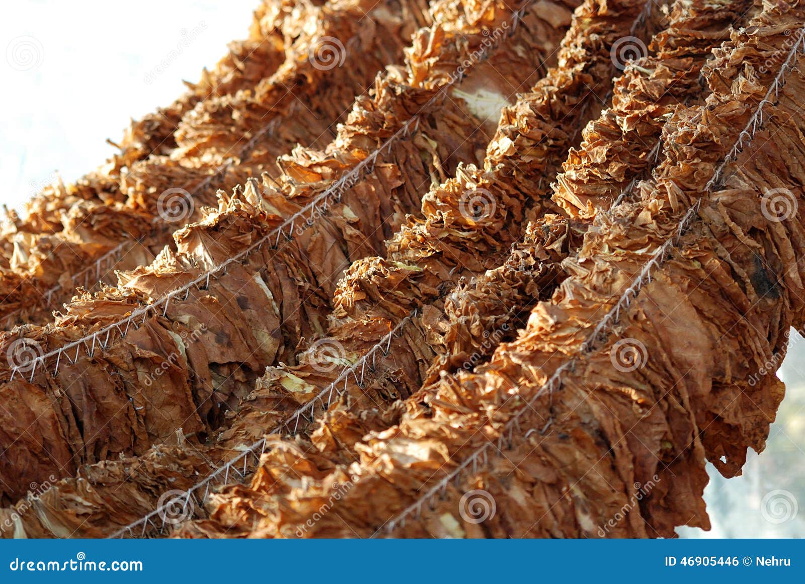 Tobbaco leaves stock photo. Image of green, horizontal - 46905446