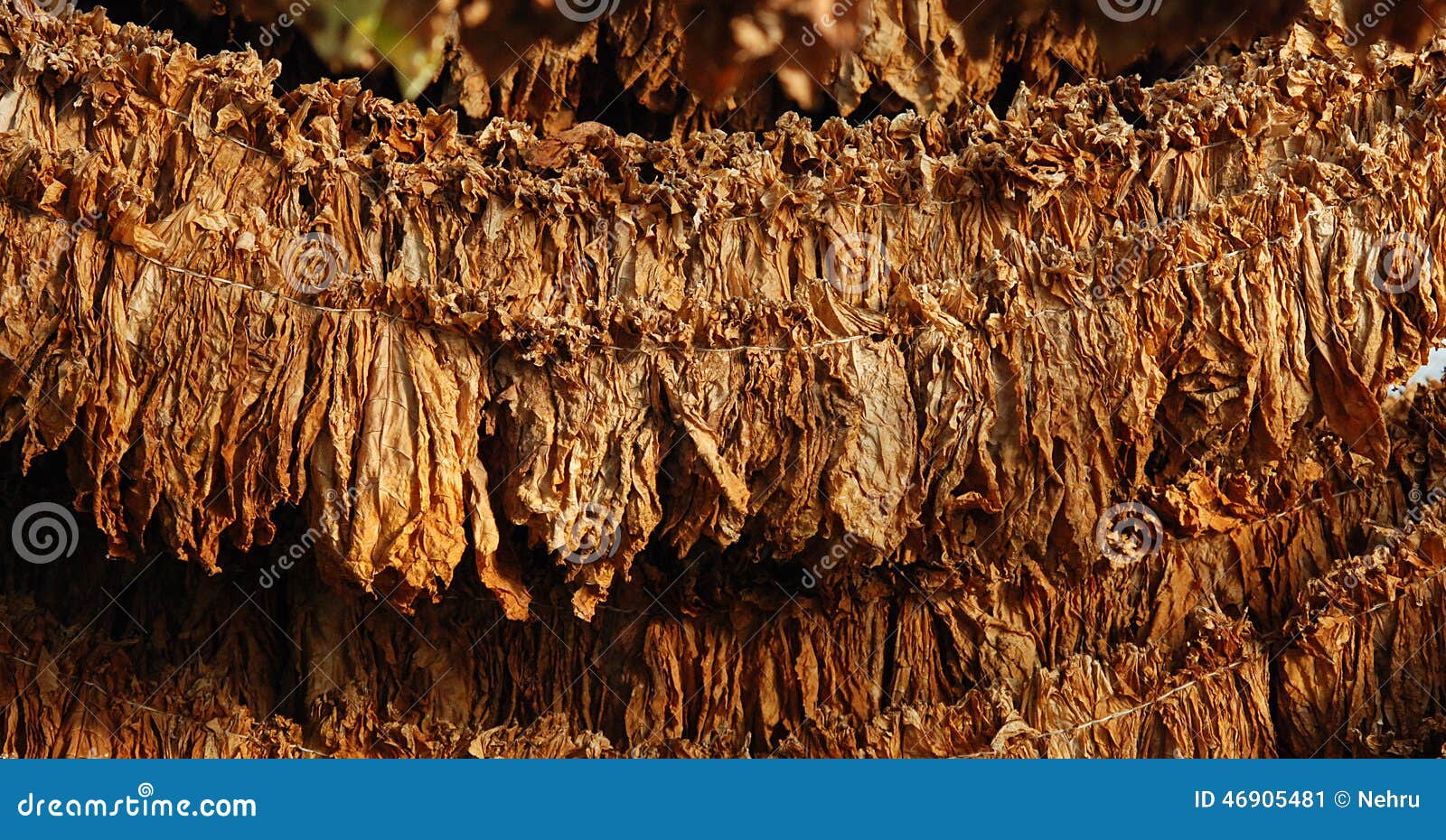 Tobbaco leaves stock image. Image of industry, agriculture - 46905481