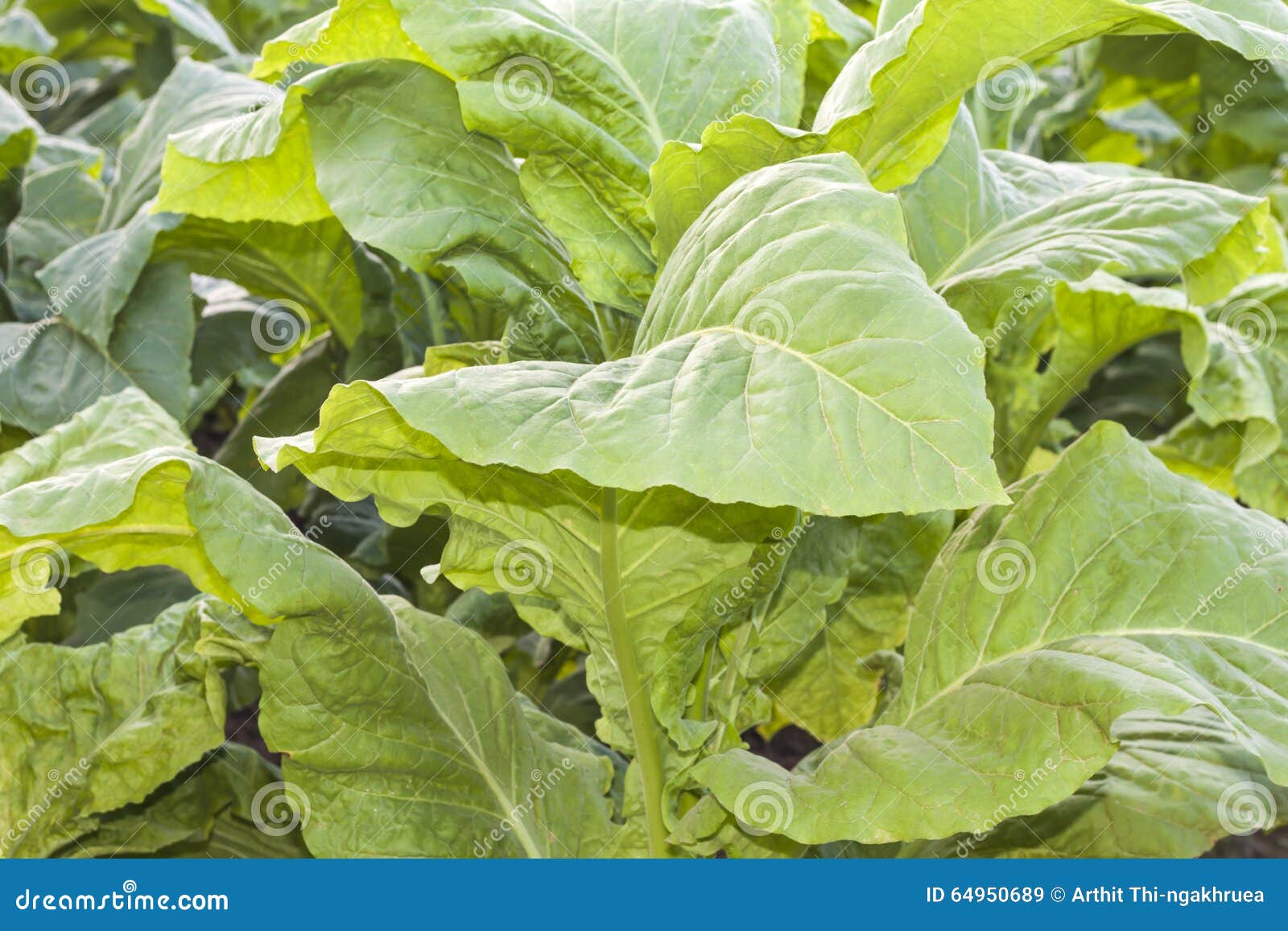 Tobbaco plantation in farm stock image. Image of plant - 64950689