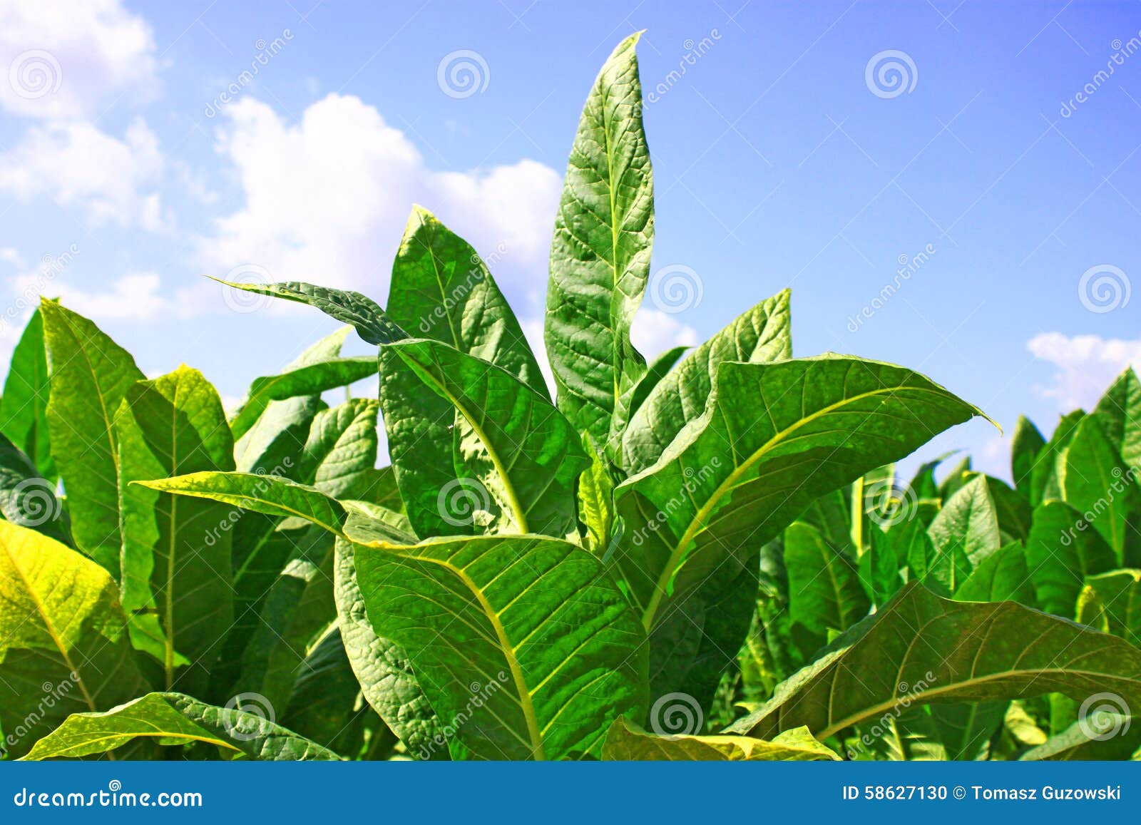 Tobbaco plantation stock photo. Image of cigar, plant - 58627130