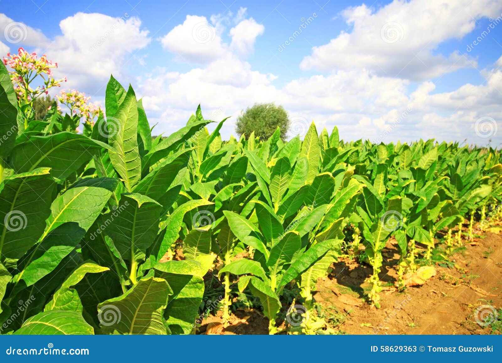 Tobbaco plantation stock image. Image of manufacturing - 58629363