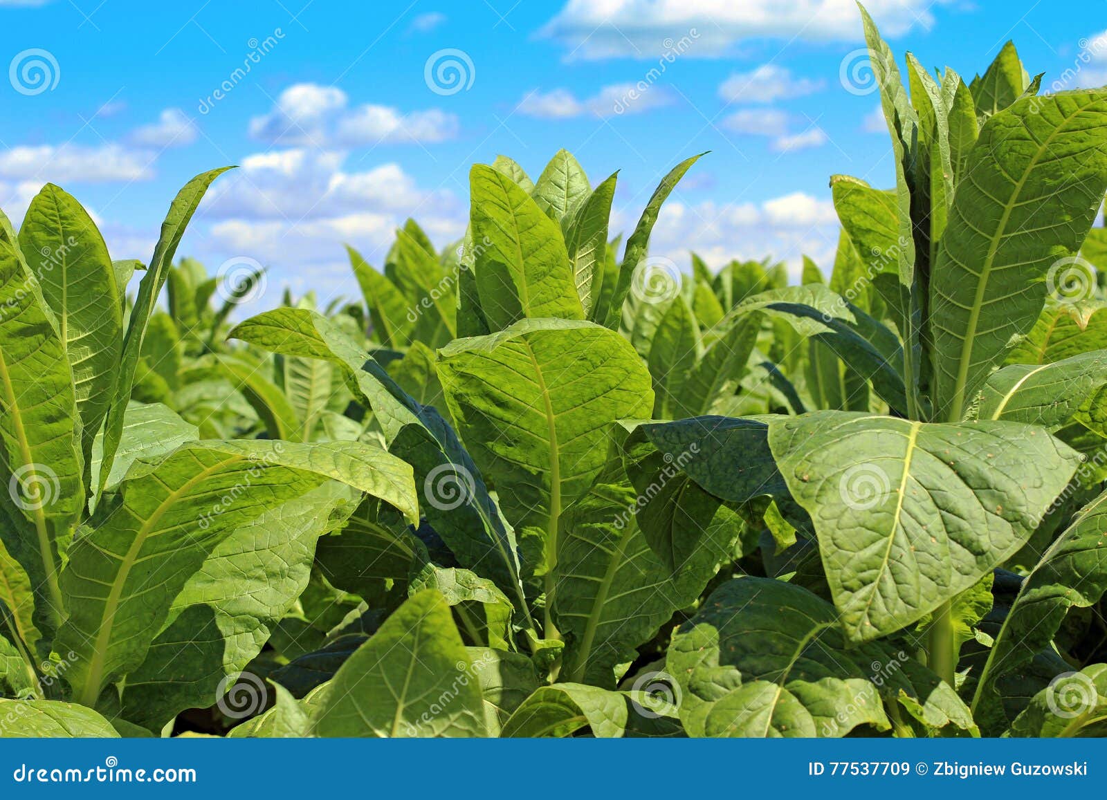 Tobbaco plantation stock image. Image of snuff, narcotic - 77537709