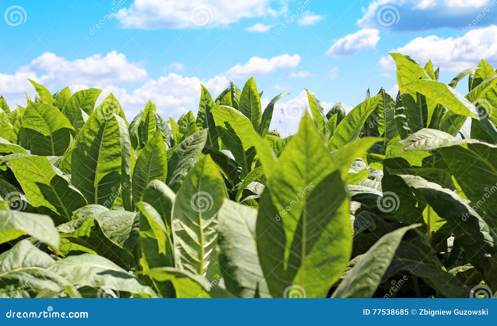 Tobbaco plantation stock image. Image of industry, indian - 77538685