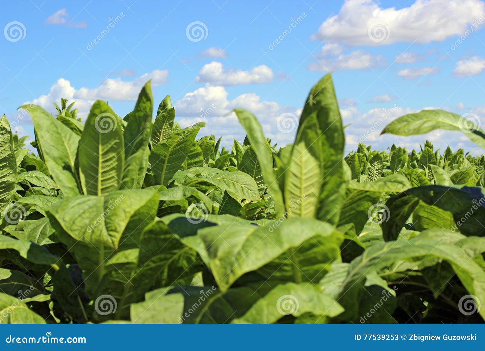 Tobbaco plantation stock image. Image of plantation, agriculture - 77539253