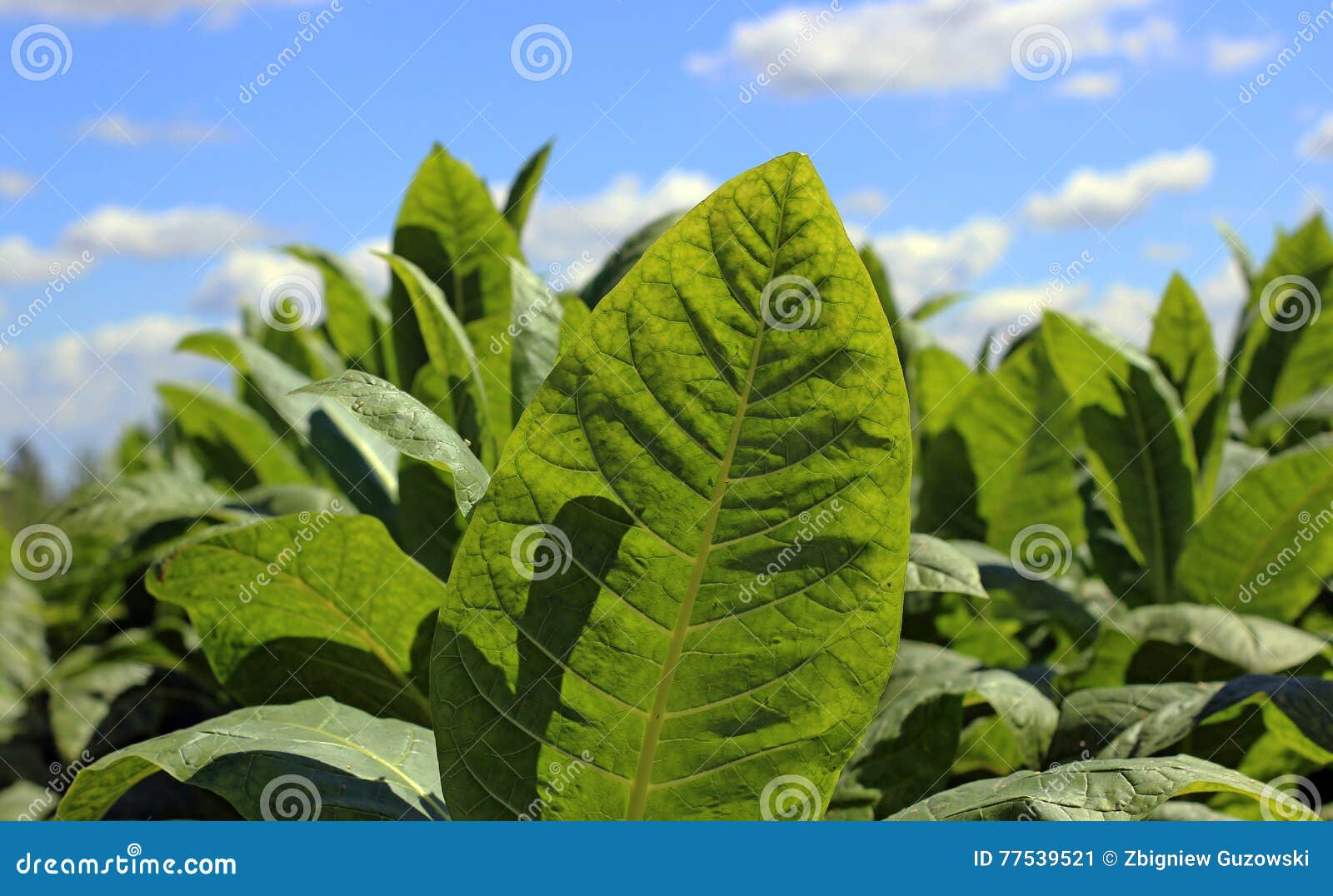 Tobbaco plantation stock image. Image of field, manufacturing - 77539521