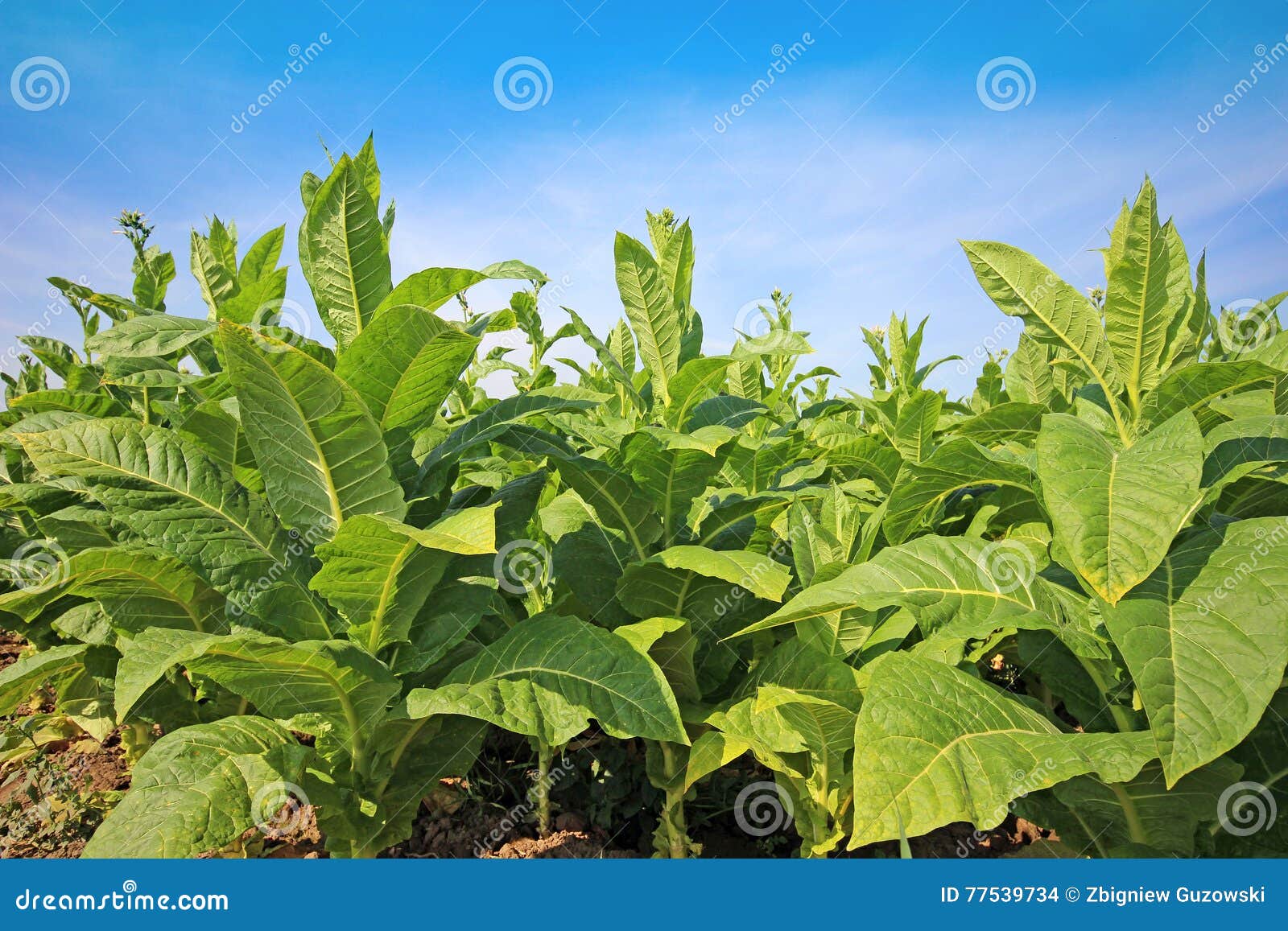 Tobbaco plantation stock photo. Image of industry, cigar - 77539734