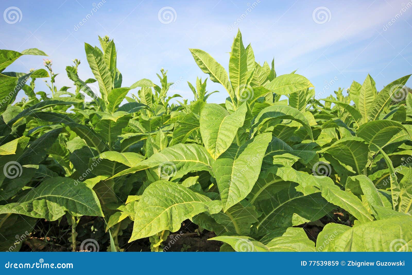 Tobbaco plantation stock image. Image of soil, land, plant - 77539859
