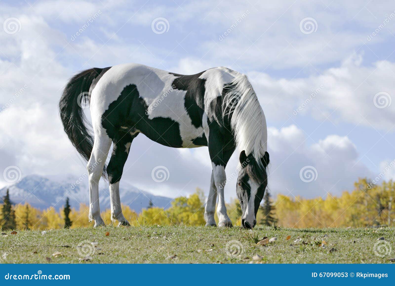 Tobiano Pinto Stallion stock image. Image of alert, season - 67099053