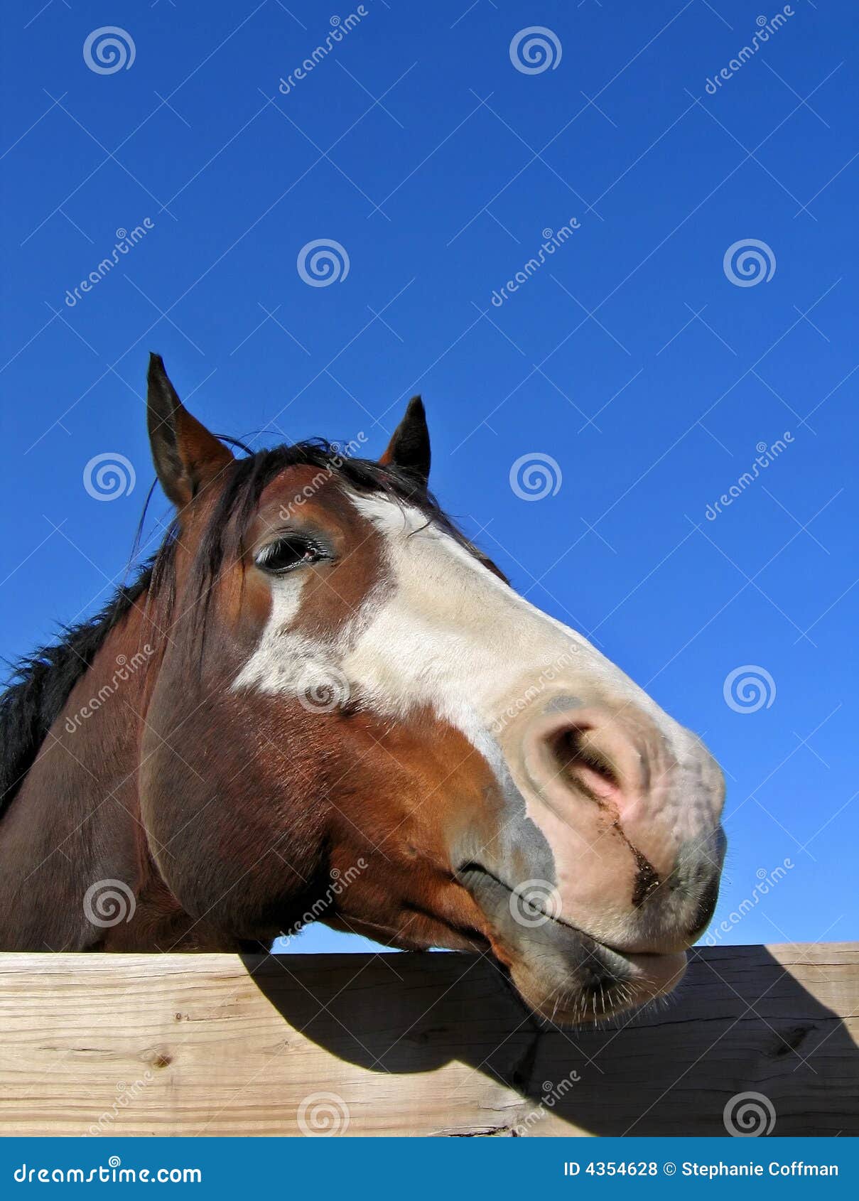 Tobiano Stallion stock photo. Image of colt, stud, curious - 4354628