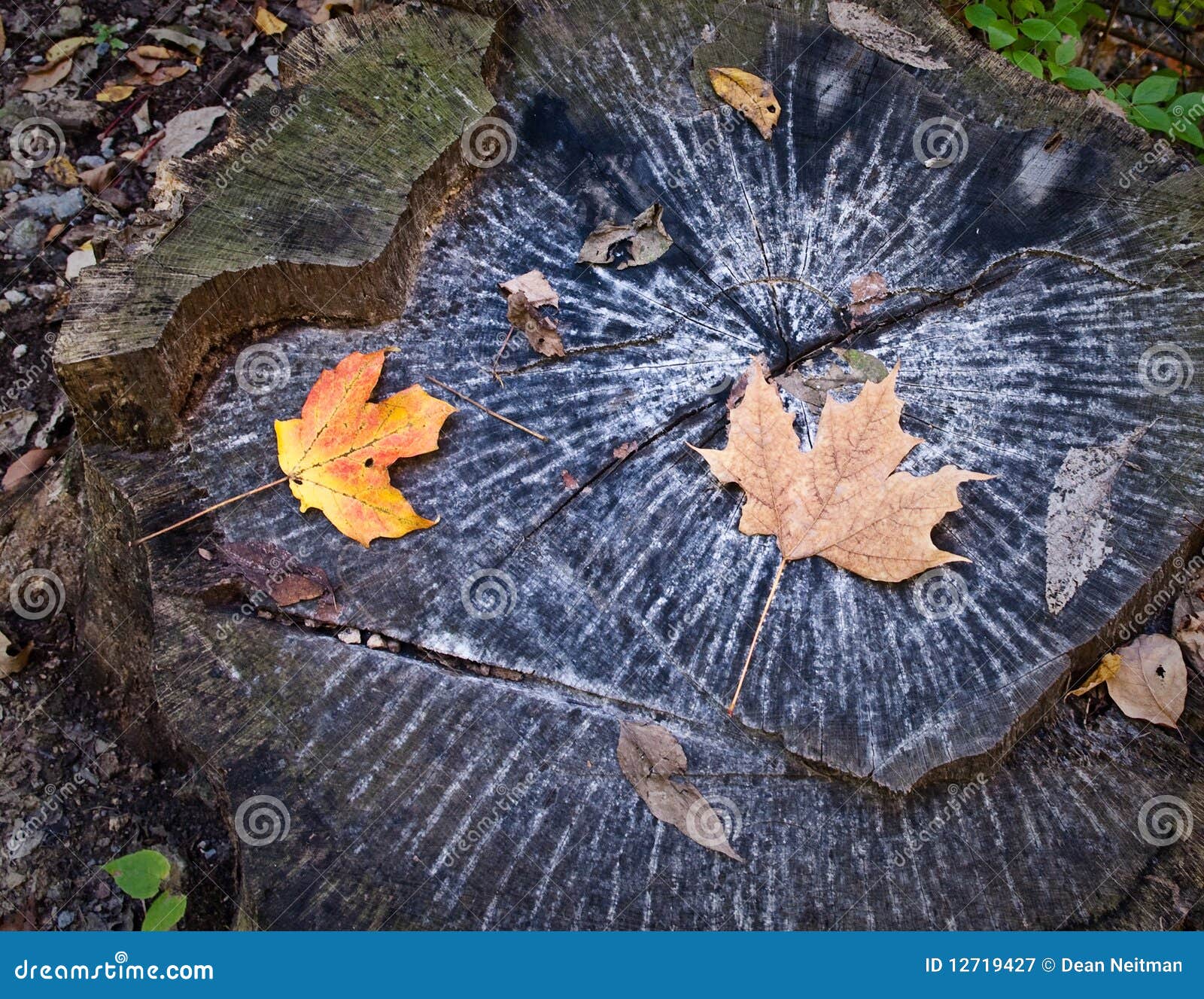 Tocón de árbol en caída imagen de archivo. Imagen de muerto - 12719427