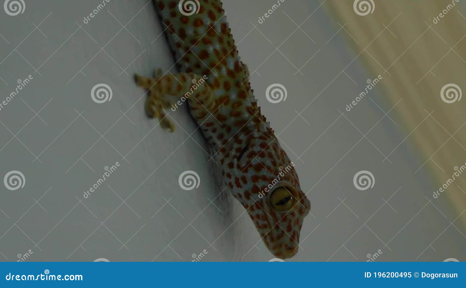 Tockay Gecko on Gray Surface. from Above Asian Specie of Lizard Named ...