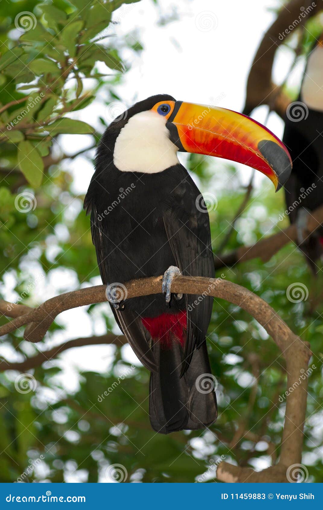 Toco Toucan Flying With Wings Outstretched In Flight And Blue Sky In ...