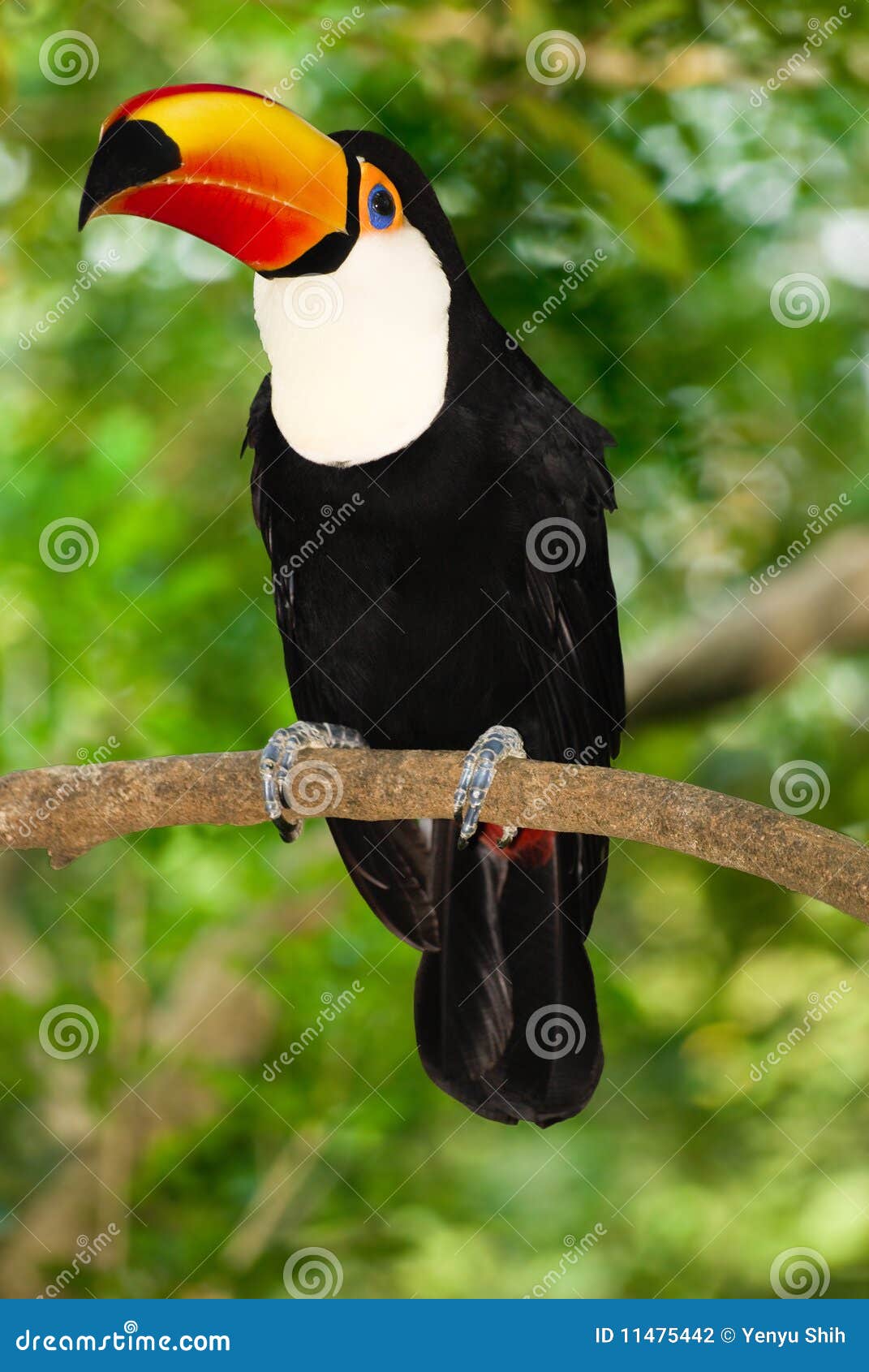 197 Toco Toucan Wings Stock Photos - Free & Royalty-Free Stock Photos ...