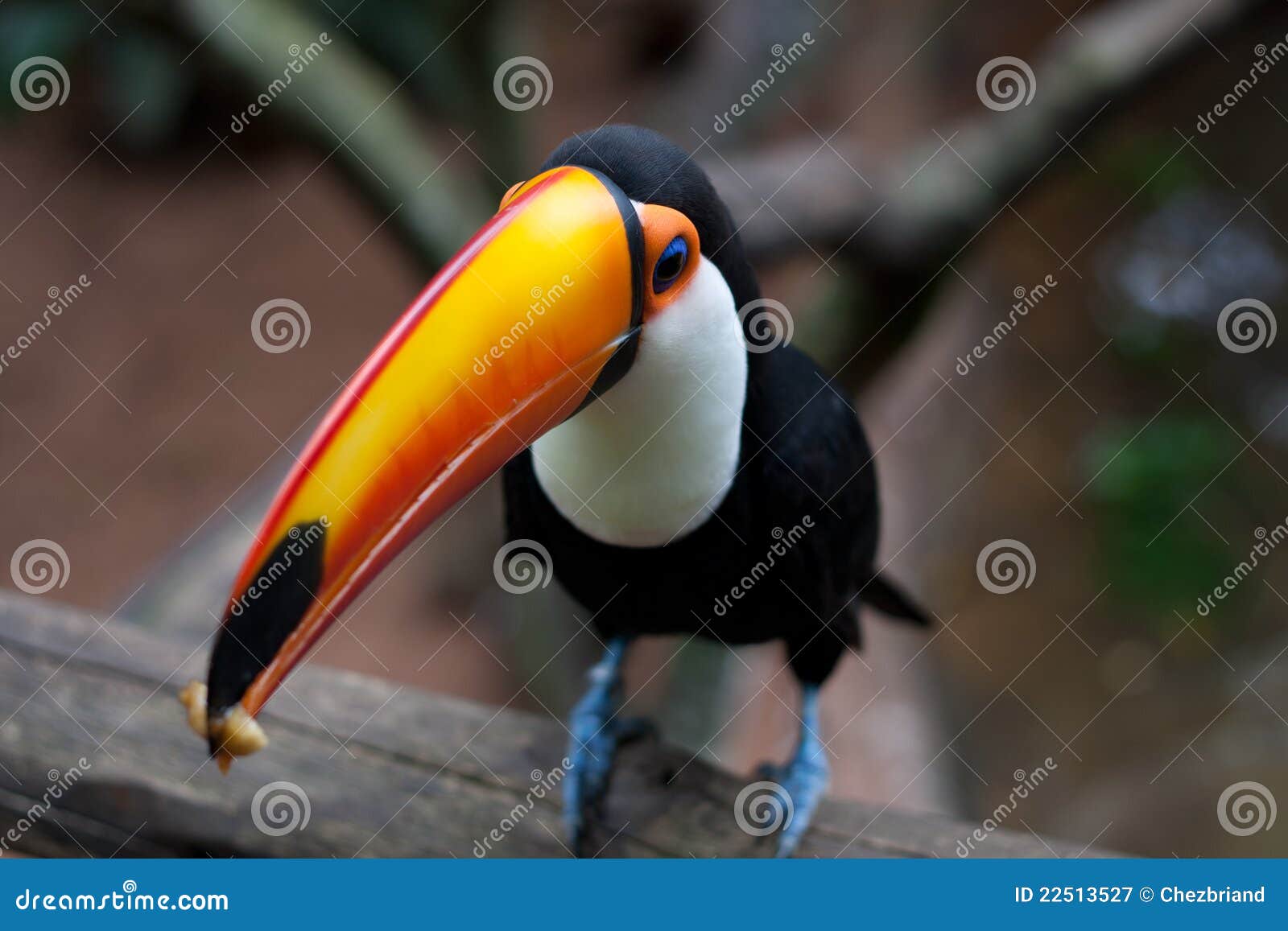 Toco Toucan image stock. Image du oiseau, pieds, faune - 22513527