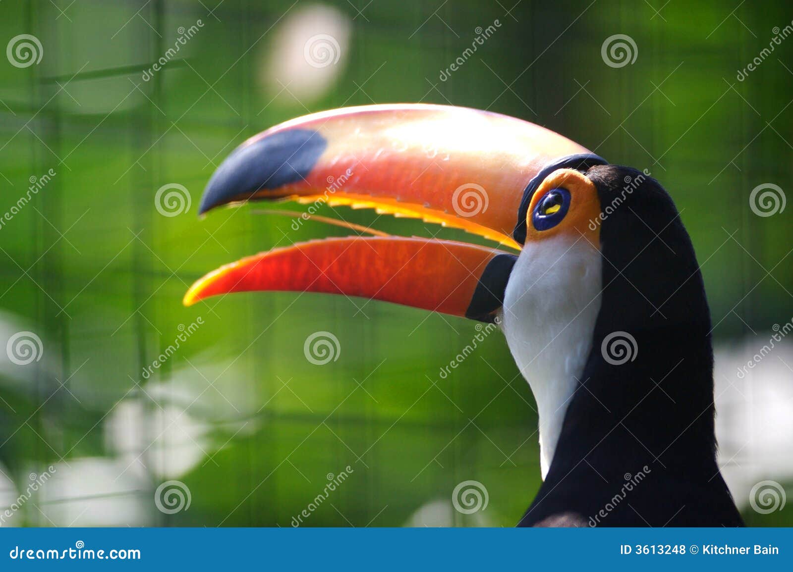 Toco Toucan stock photo. Image of color, toucans, bird - 3613248