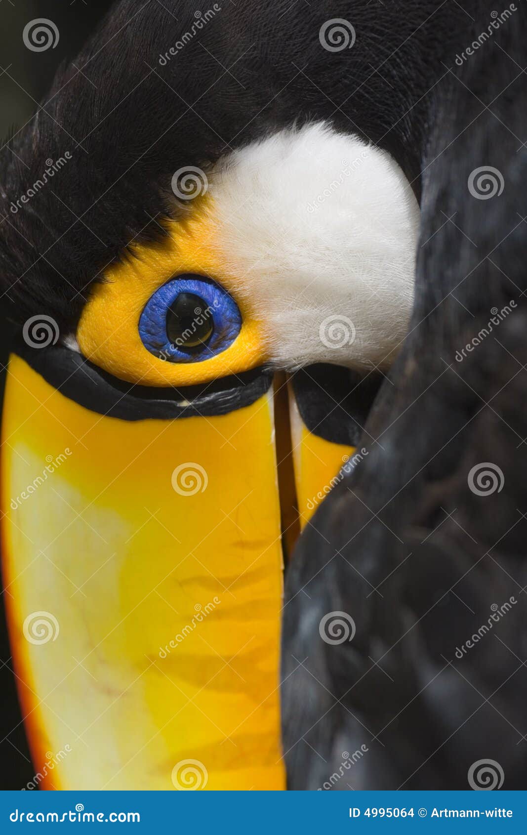 Toco toucan stock photo. Image of toucan, feather, plumage - 4995064