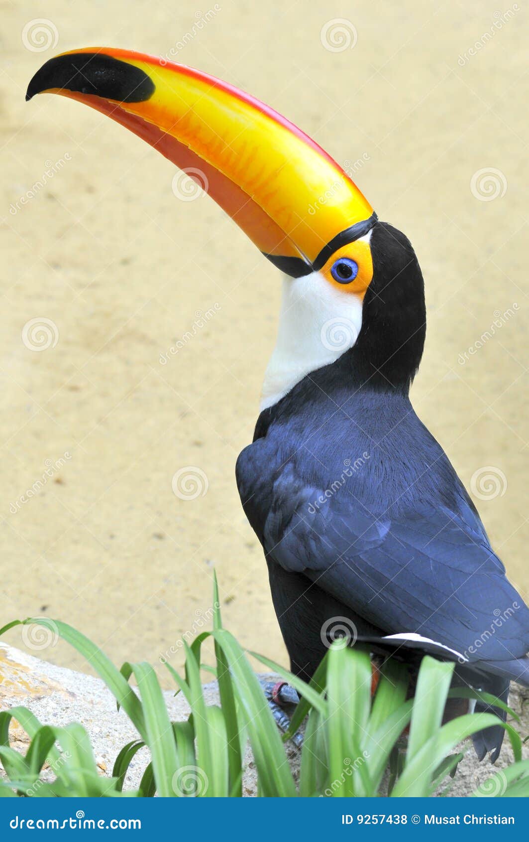 Toco toucan stock photo. Image of toco, detail, bill, feather - 9257438