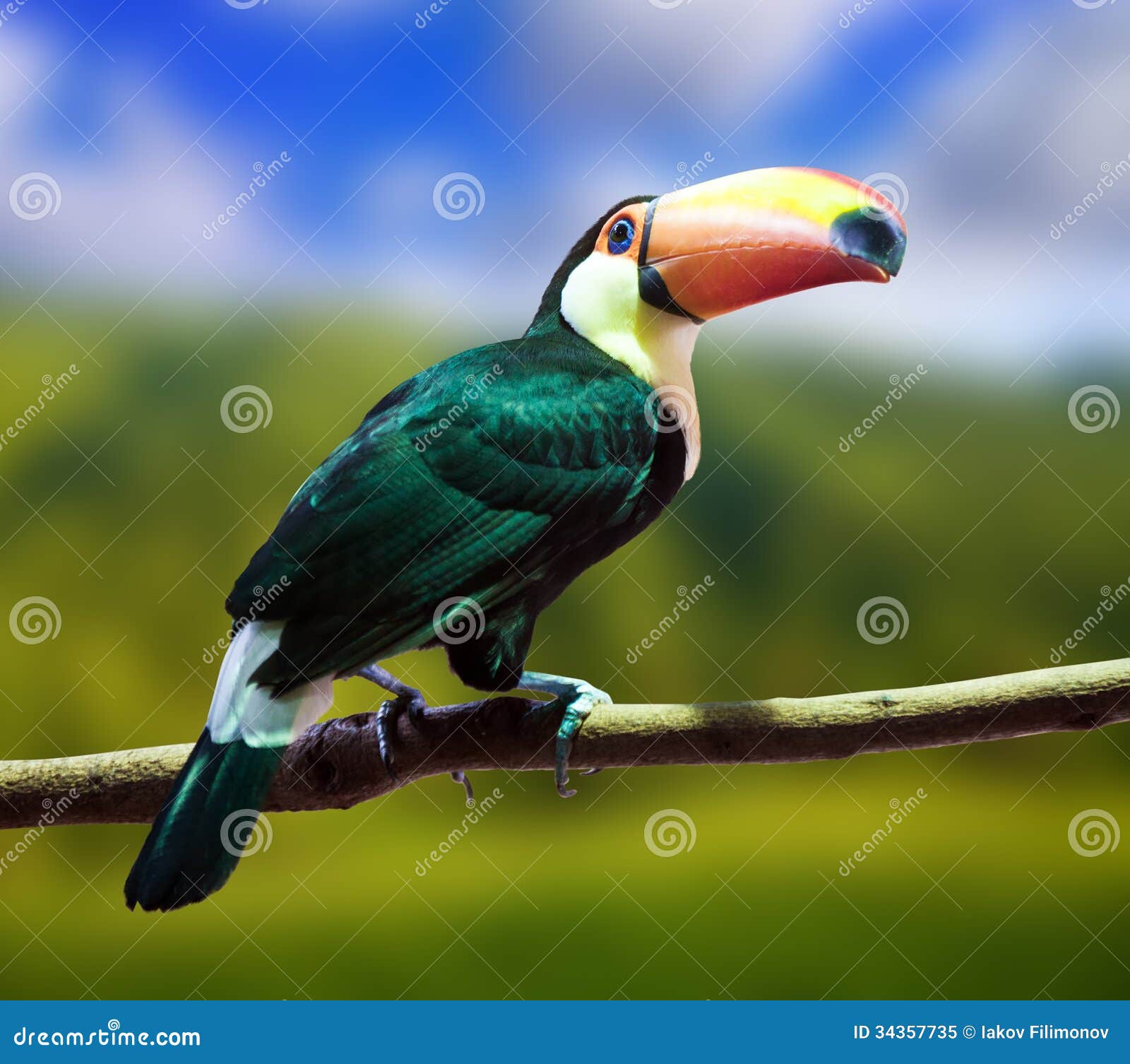 Toco Toucan stock image. Image of wildness, common, south - 34357735