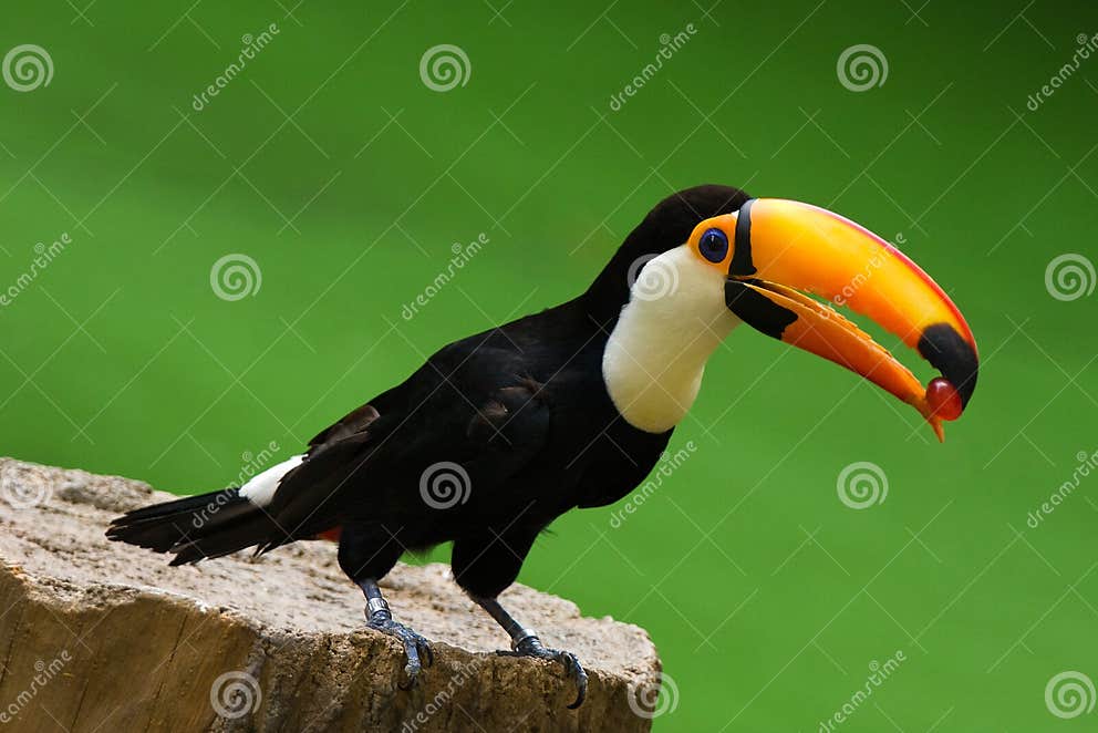 Toco Toucan Bird stock photo. Image of park, green, black - 8522306