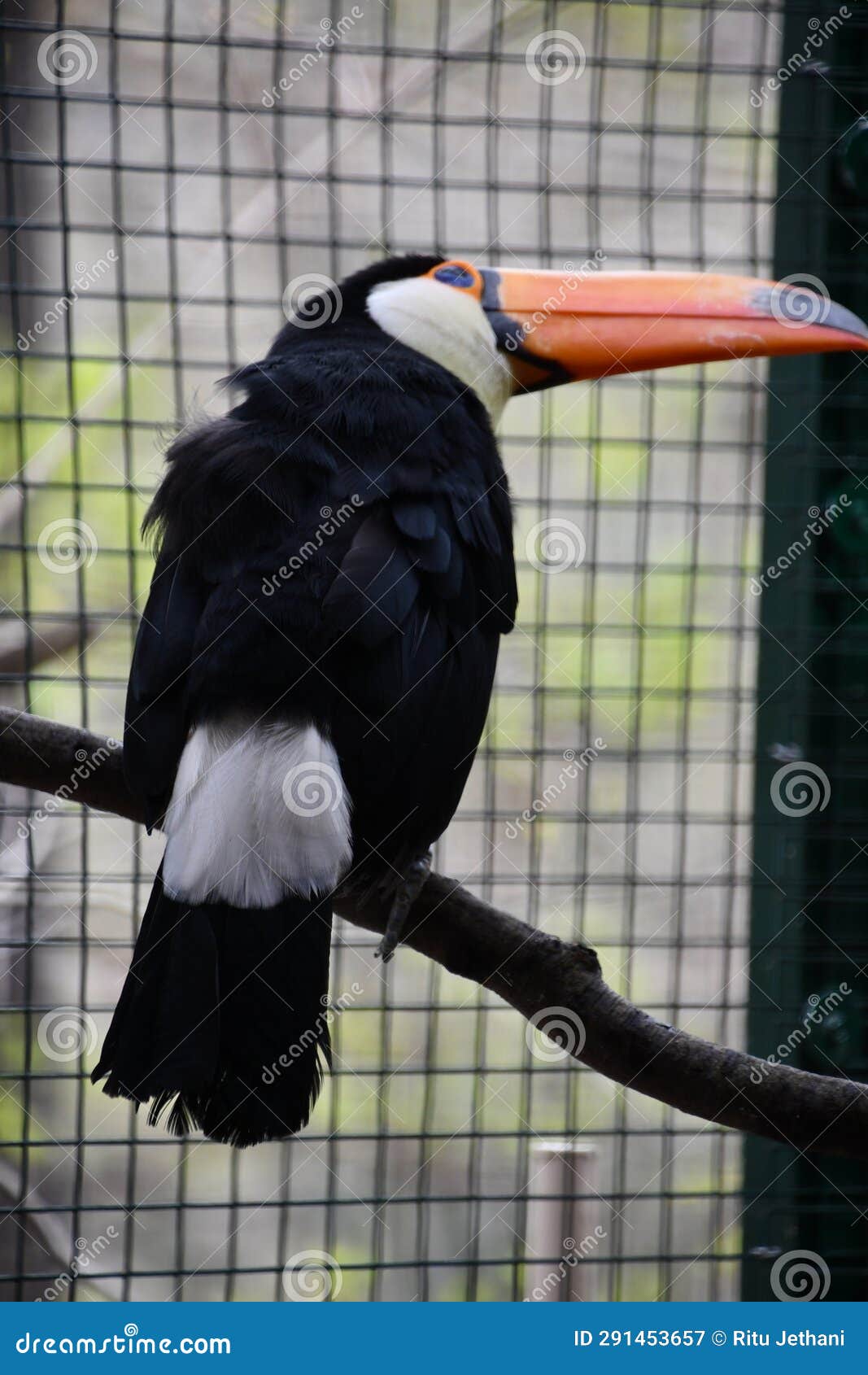 A Toco Toucan Bird stock image. Image of central, nature - 291453657