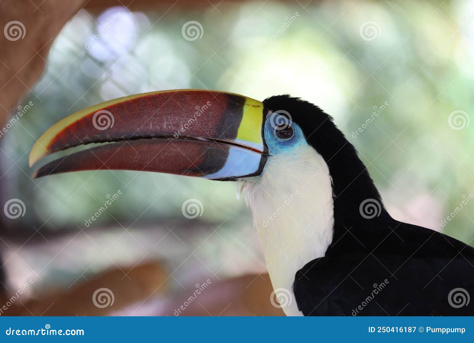 The Toco Toucan Bird on the Wood Stock Image - Image of toucan, nose ...