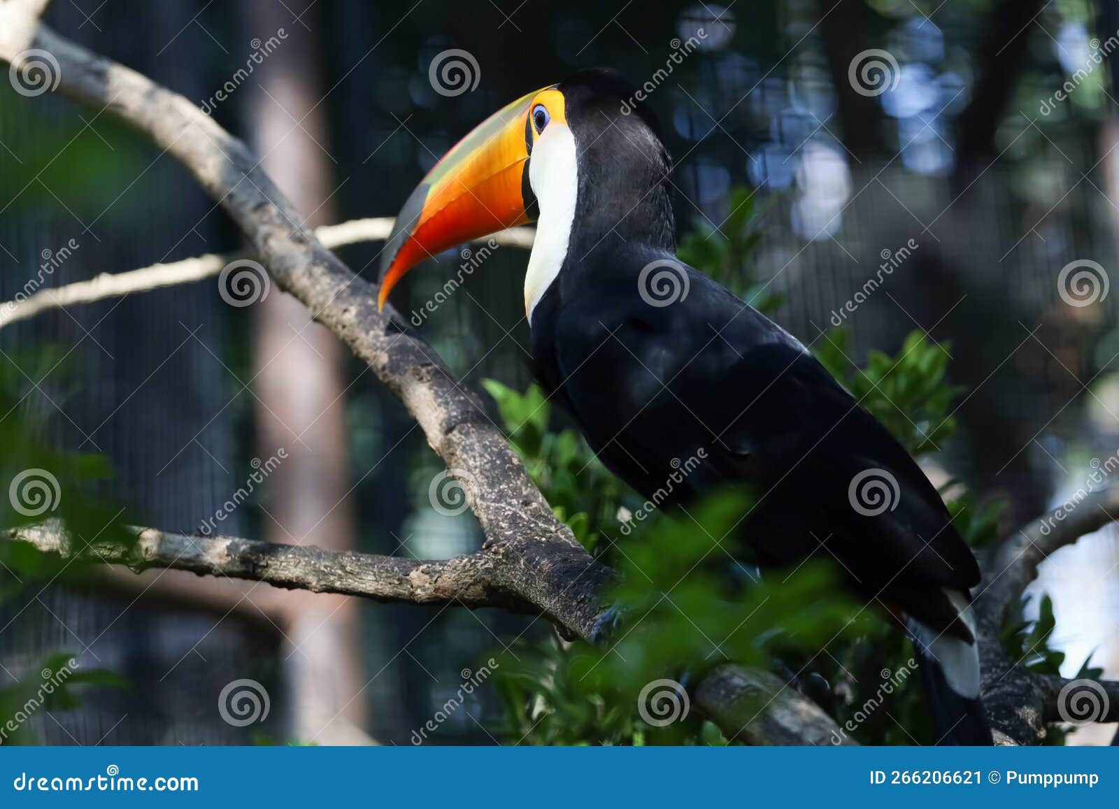 The Toco Toucan Bird on the Wood Tree Stock Image - Image of ...