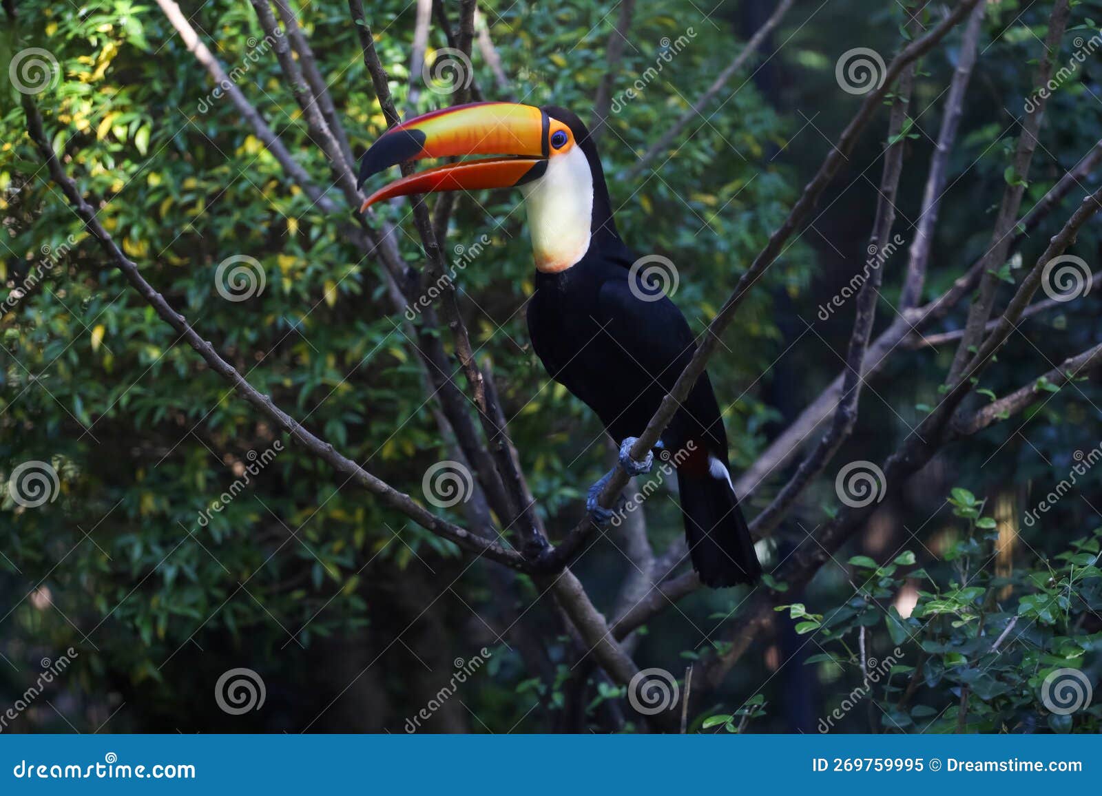 The Toco Toucan Bird on the Wood Tree Stock Image - Image of bird ...