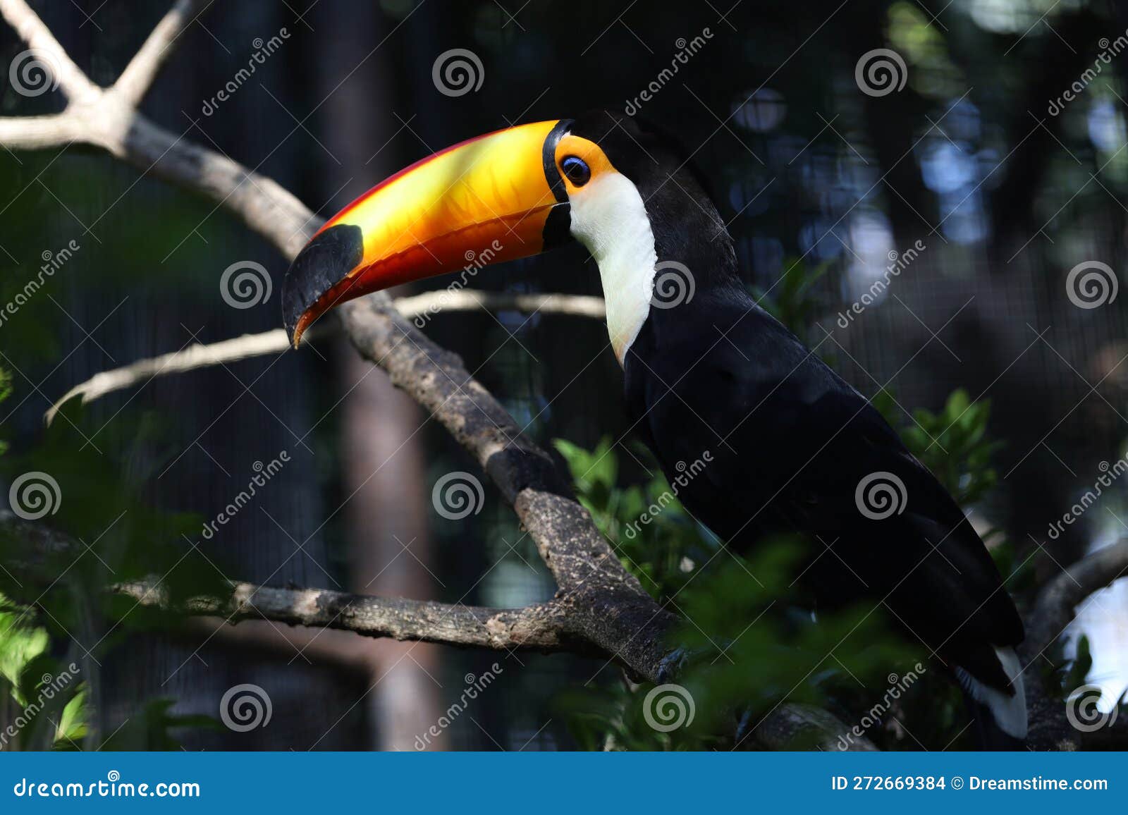 The Toco Toucan Bird on the Wood Tree Stock Photo - Image of nose ...
