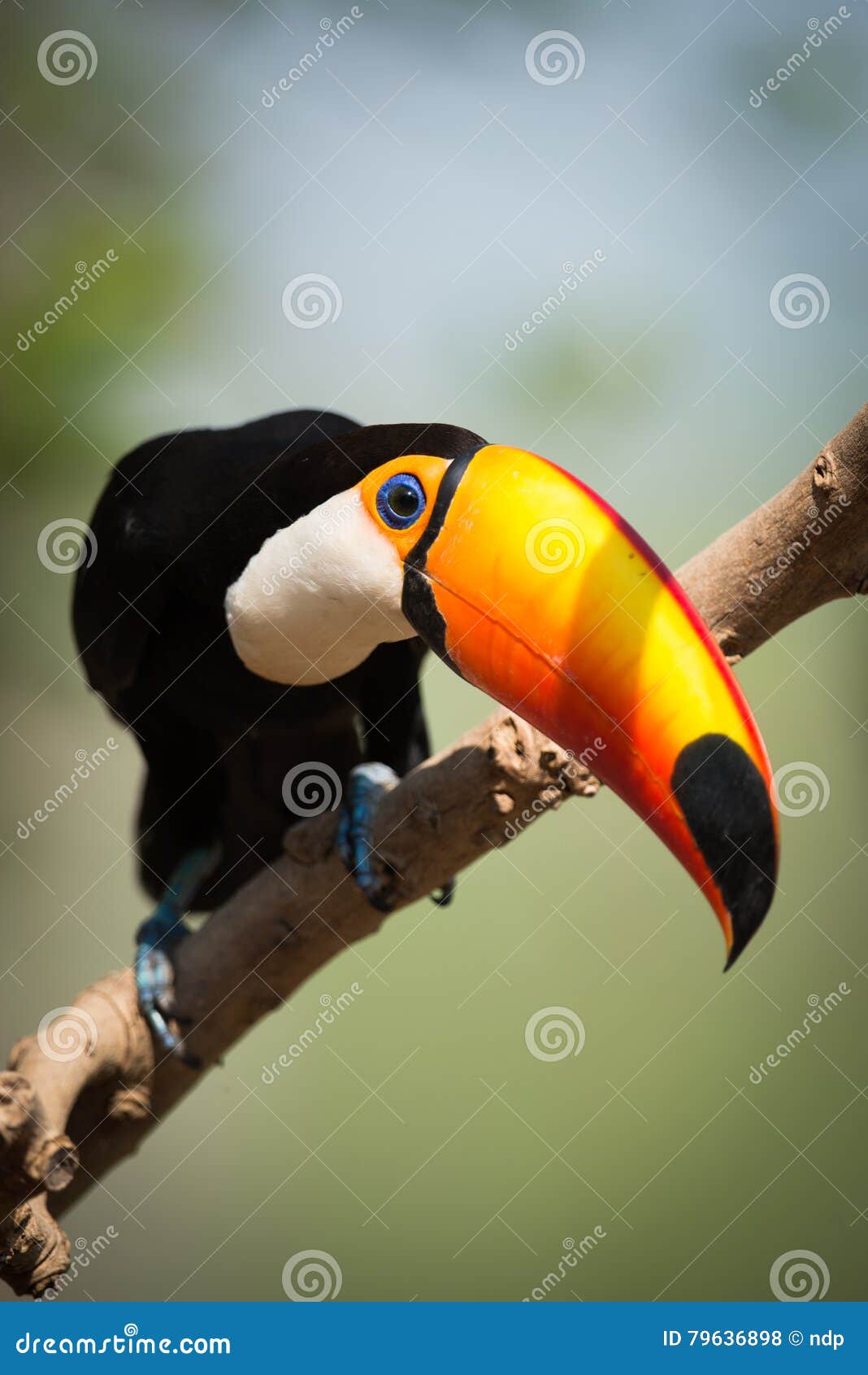 Toco Toucan on Branch Bending Head Down Stock Photo - Image of plumage ...