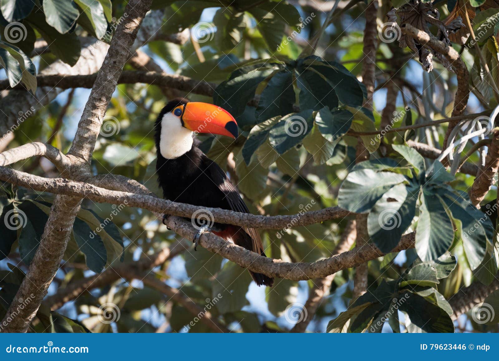 Toco Toucan on Branch with Head Turned Stock Photo - Image of sunshine ...