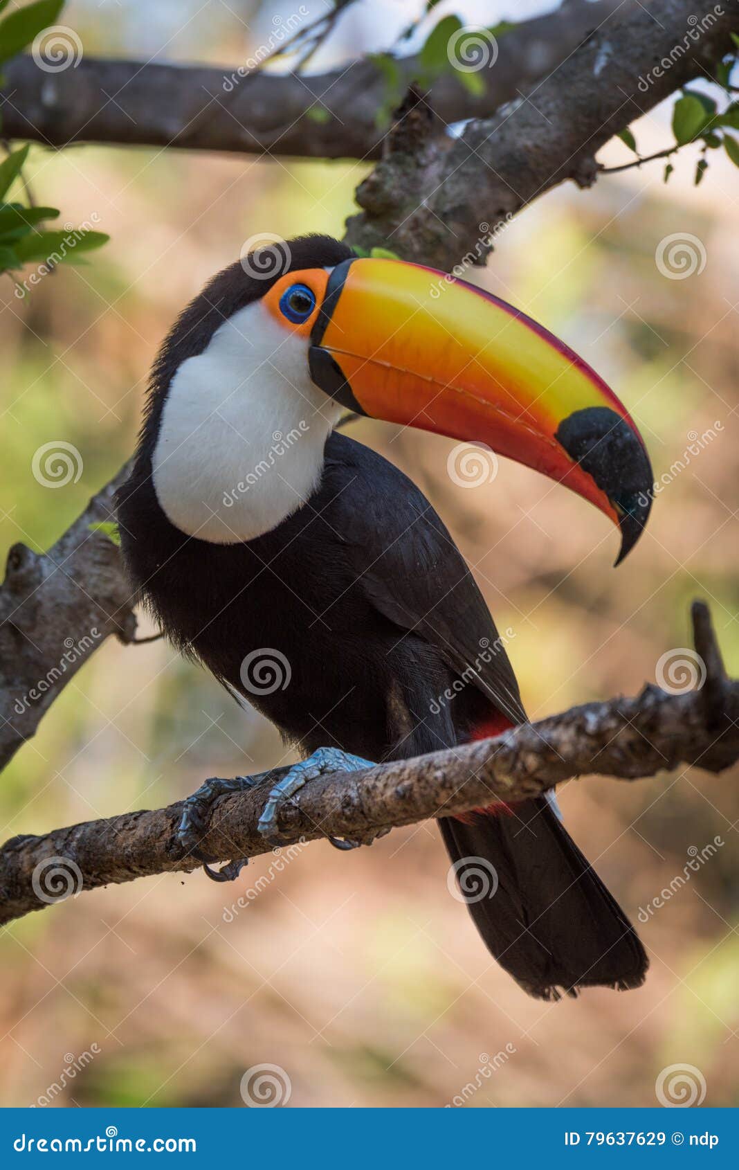 Toco Toucan on Branch with Turned Head Stock Image - Image of orange ...