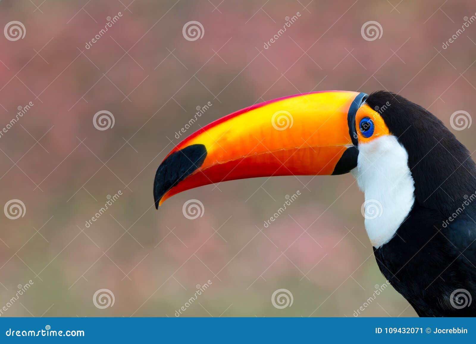 Toco toucan of Brazil stock image. Image of beak, closeup - 109432071