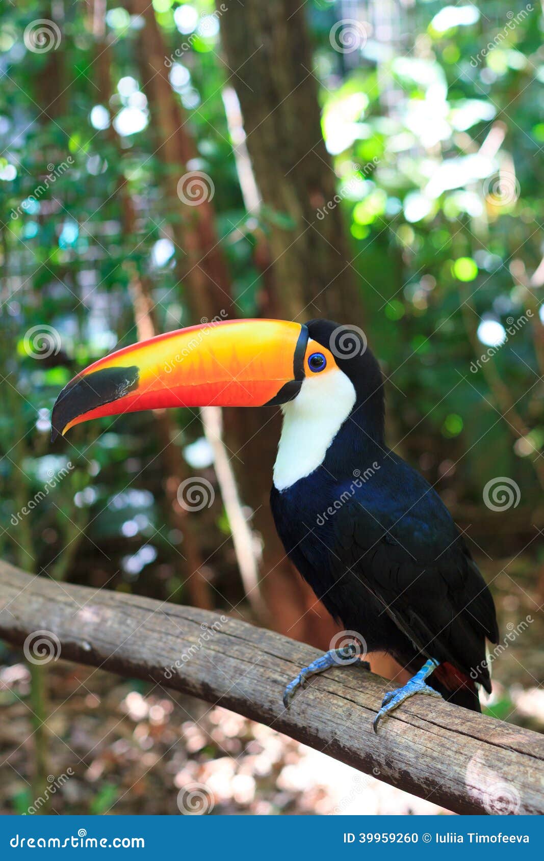Toco Toucan (Common) stock photo. Image of south, exotic - 39959260