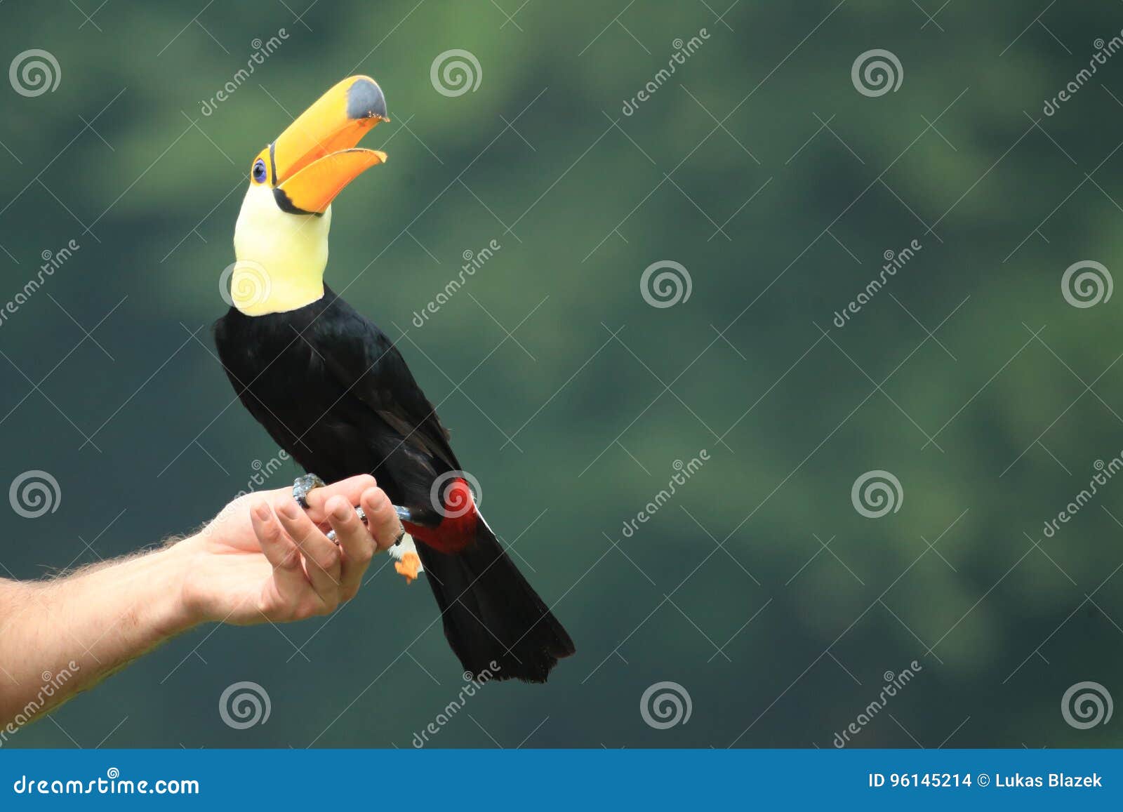 Toco toucan stock photo. Image of hand, adult, animal - 96145214