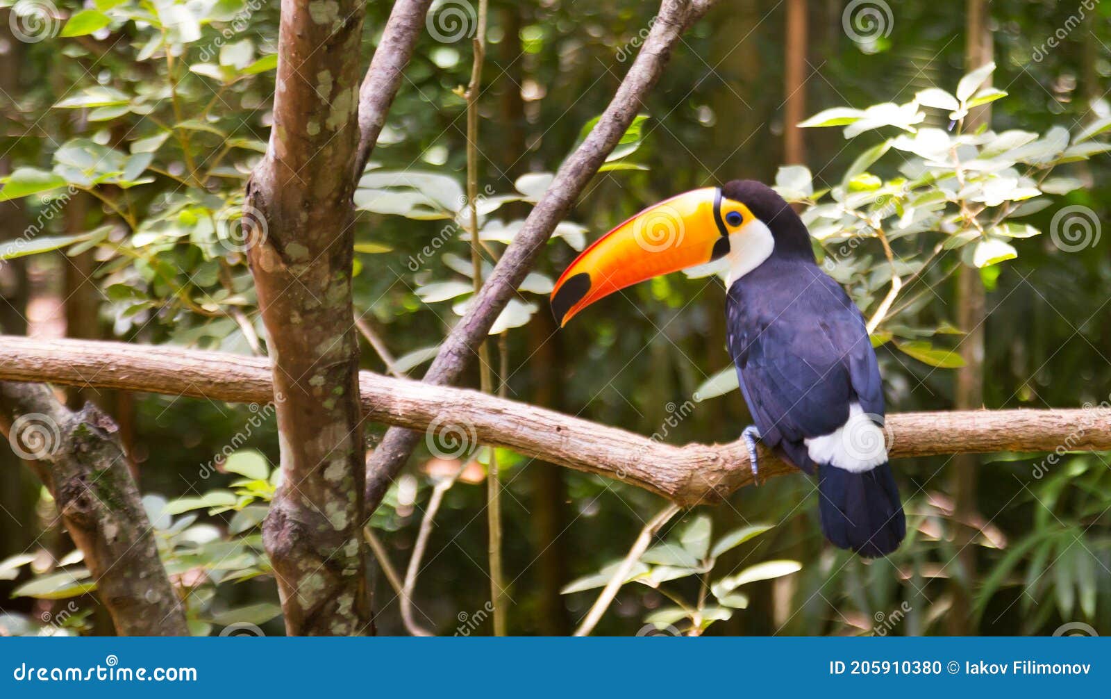 Toco toucan stock photo. Image of black, nature, famous - 205910380