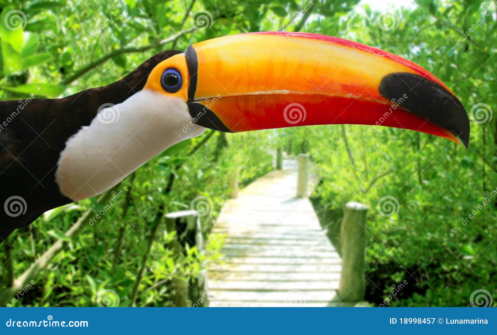 Toco Toucan in Mangrove Tropical Jungle Stock Image - Image of green ...