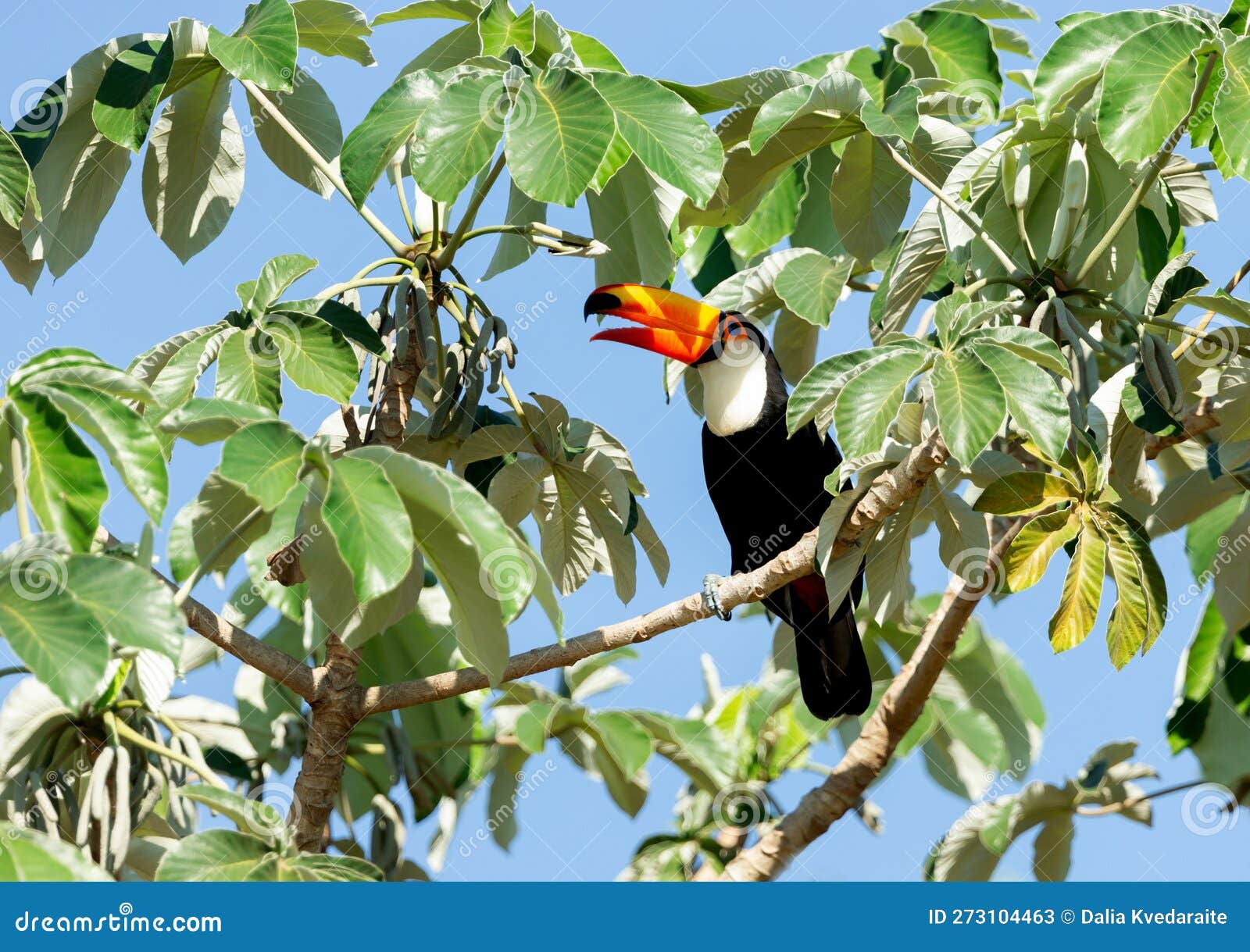 Toco Toucan Perched in a Tree Stock Image - Image of branch, amazon ...
