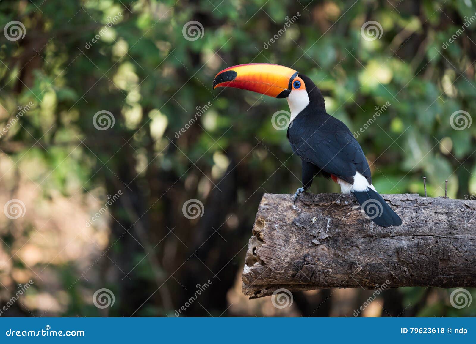 Toco Toucan in Profile on Sawn Log Stock Photo - Image of profile ...