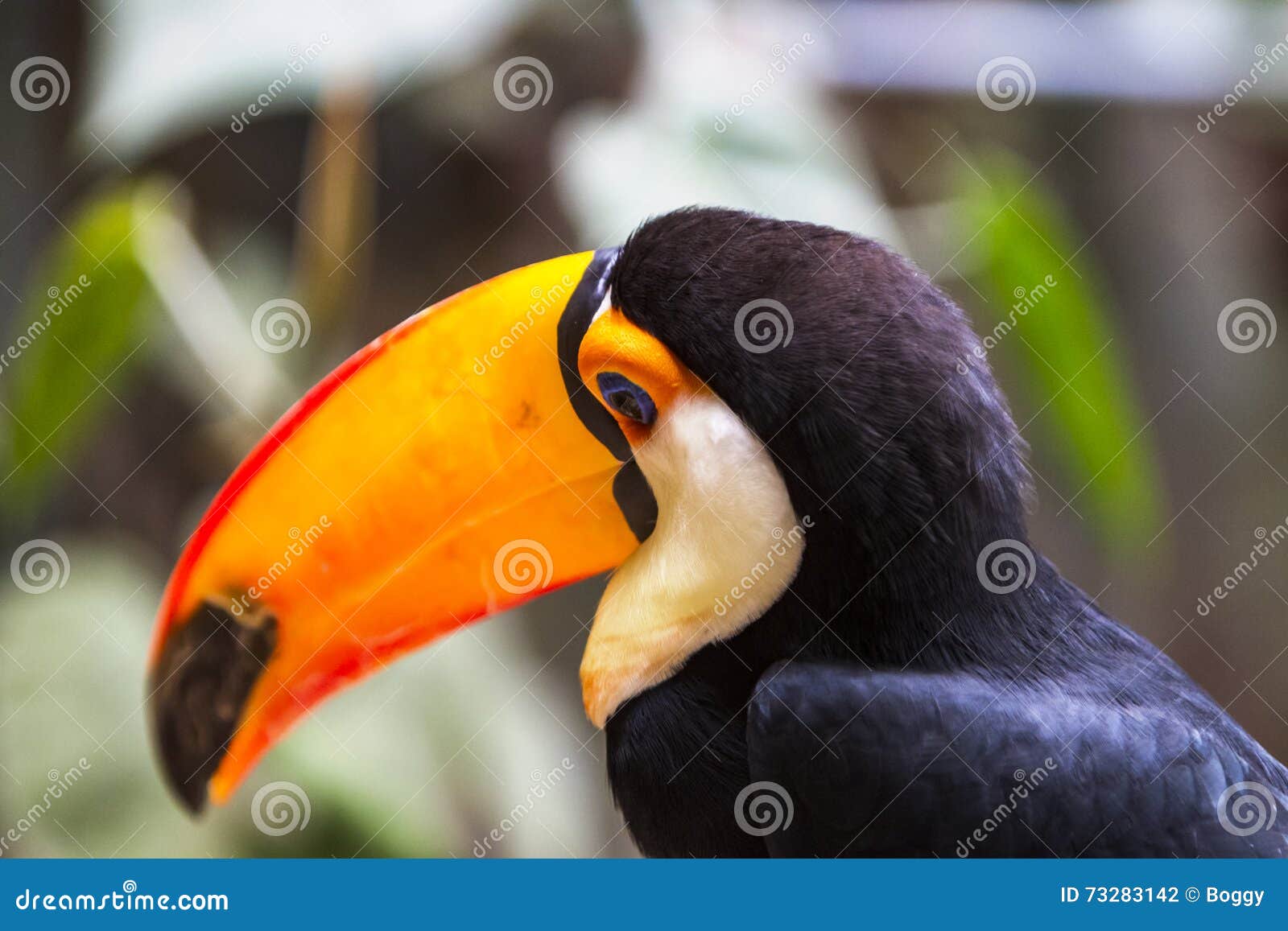 Toco toucan stock photo. Image of nose, toco, wildlife - 73283142