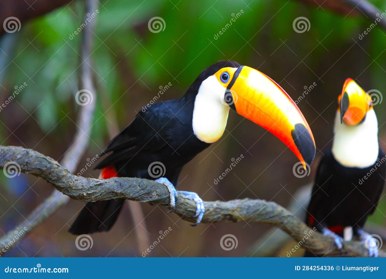 Toco Toucan Standing on Vine Stock Photo - Image of argentina, beauty ...