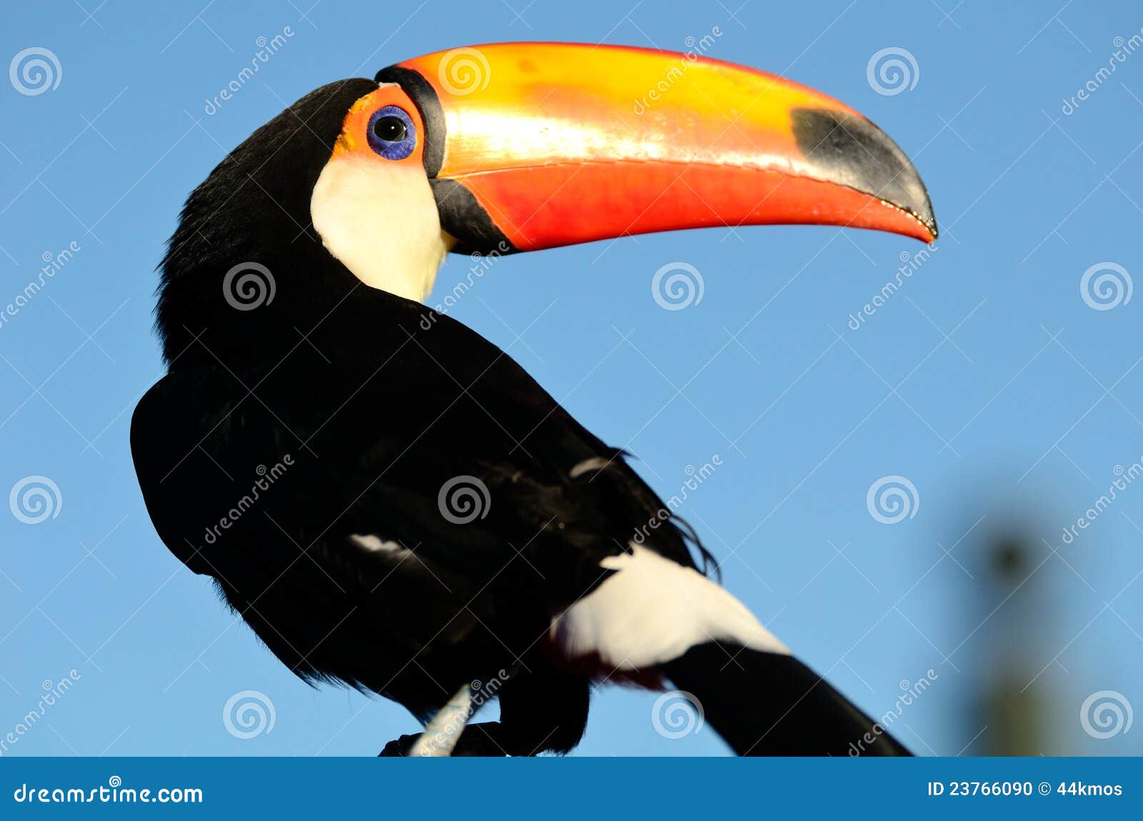 Toco Toucan Turns Its Back stock photo. Image of environment - 23766090
