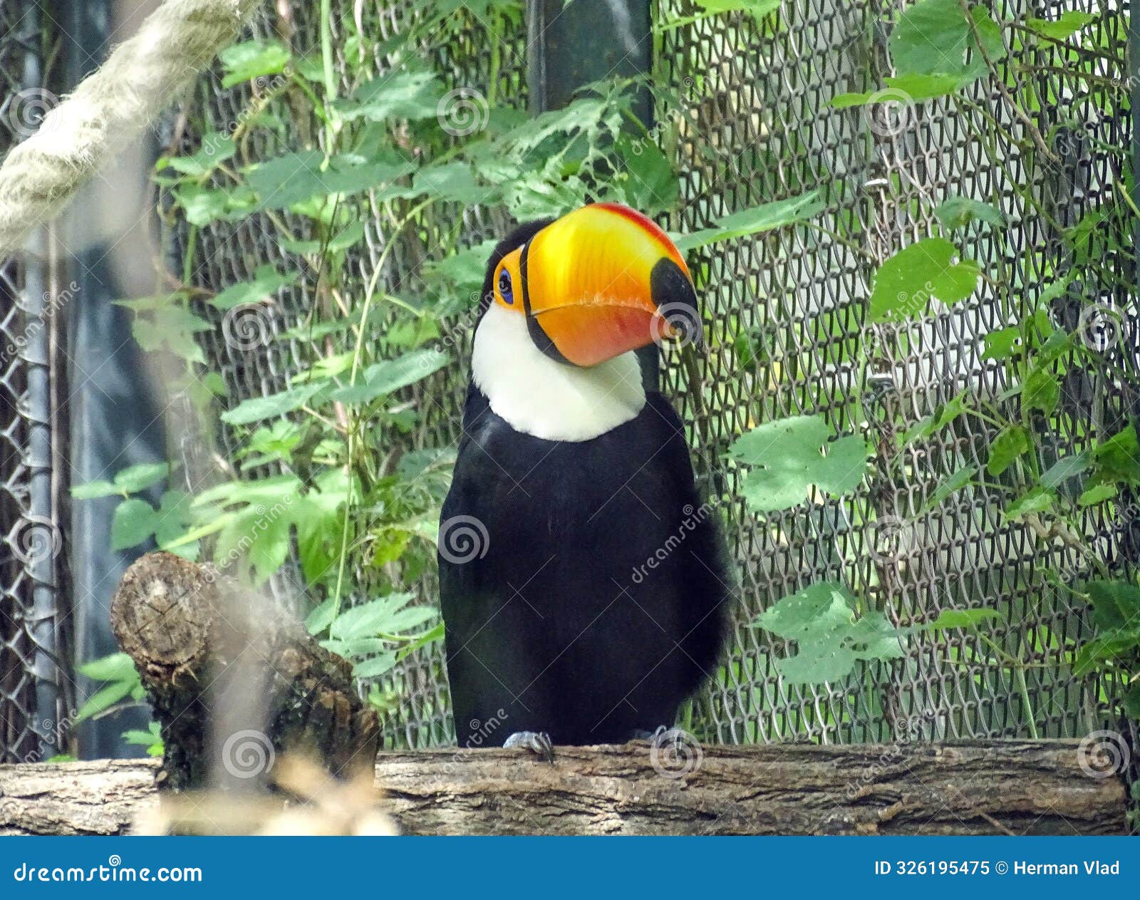 Toco Toucan at the Zoo. Ramphastos Stock Image - Image of ramphastos ...