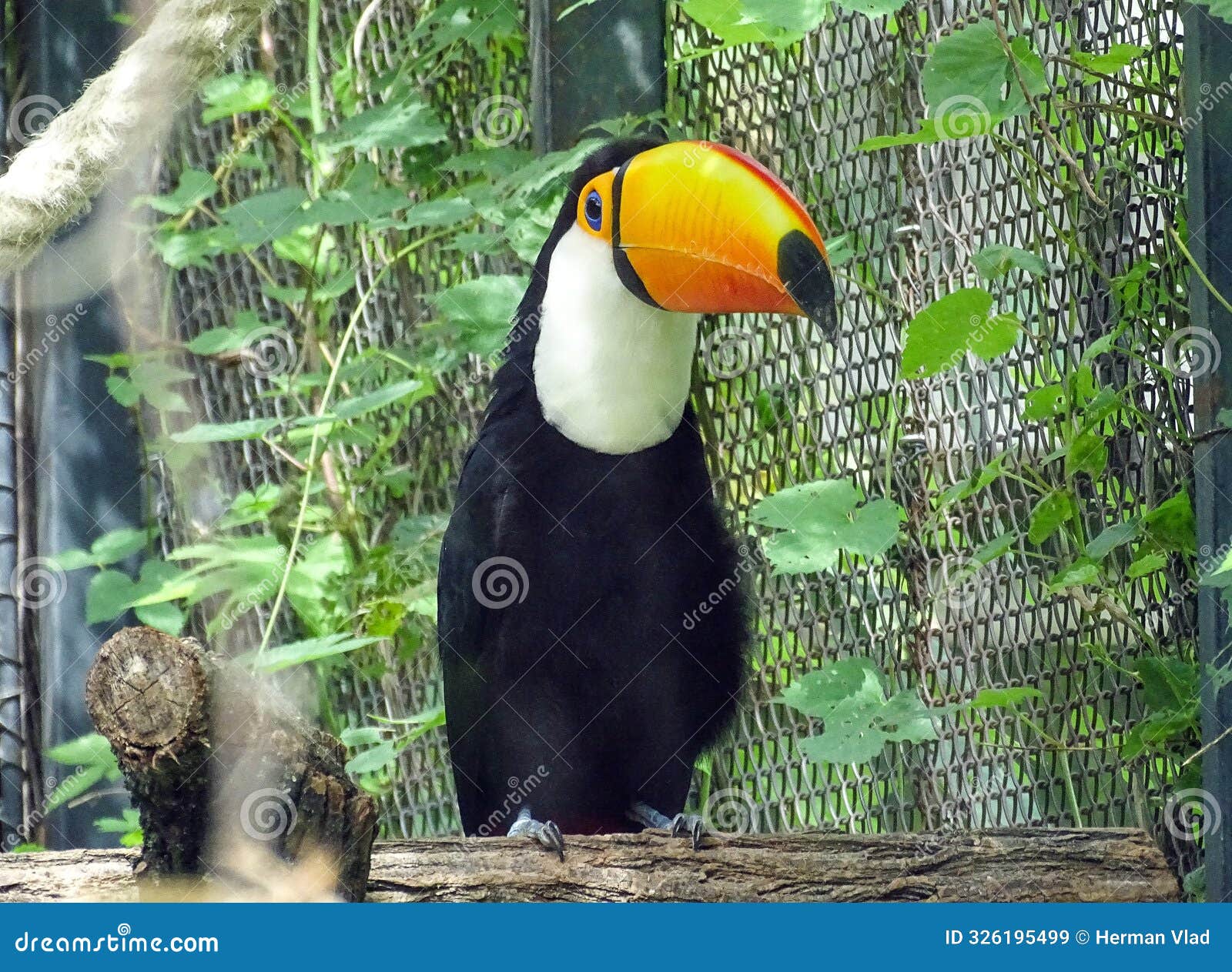 Toco Toucan at the Zoo. Ramphastos Stock Image - Image of ramphastos ...